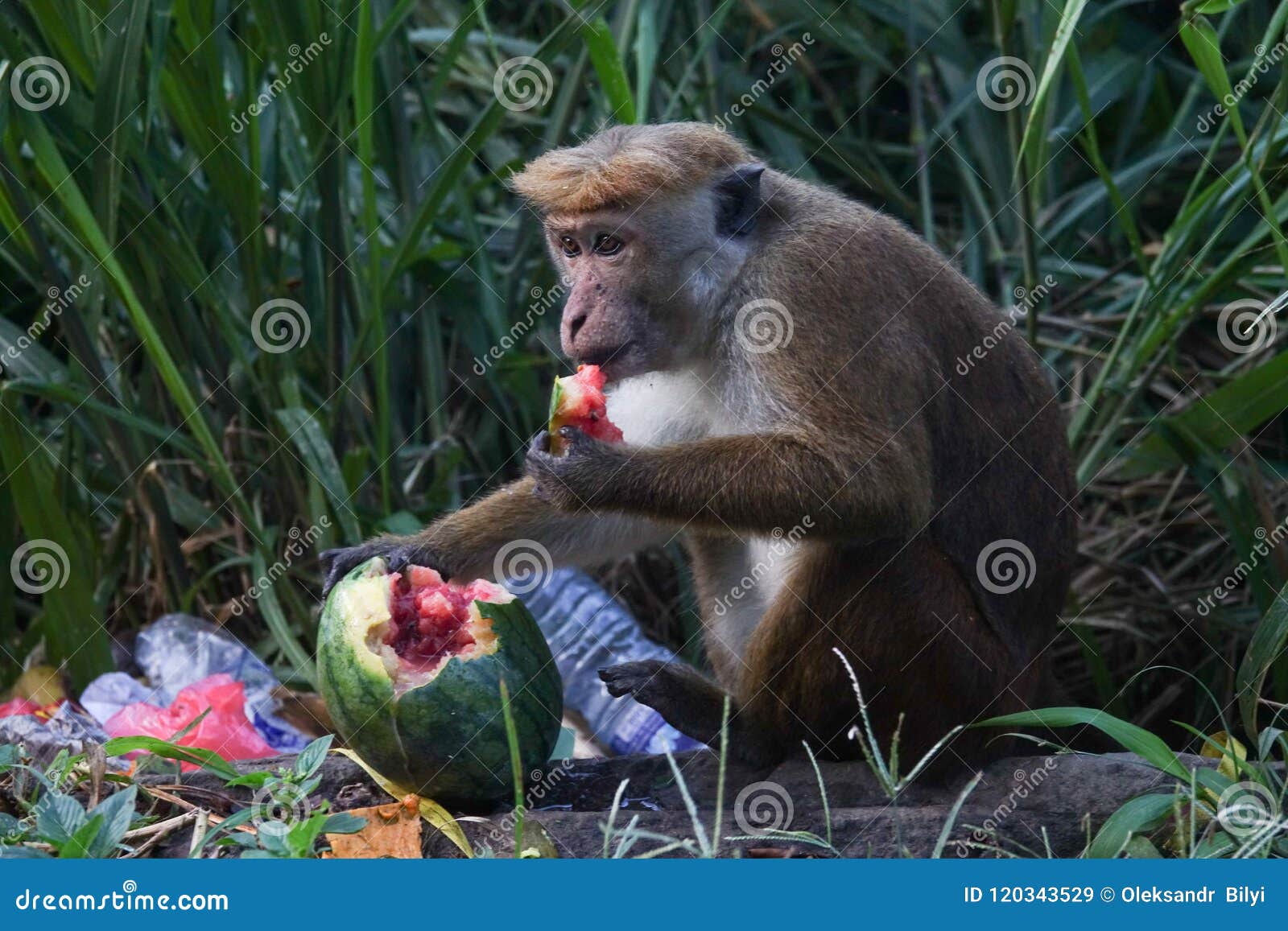 Monkey Eats a Watermelon in a Dump Stock Image - Image of tail ...