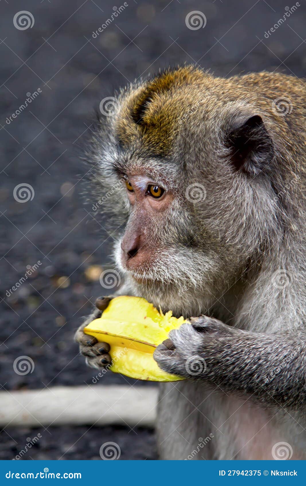 Monkey is eatting a fruit stock image. Image of eating - 27942375