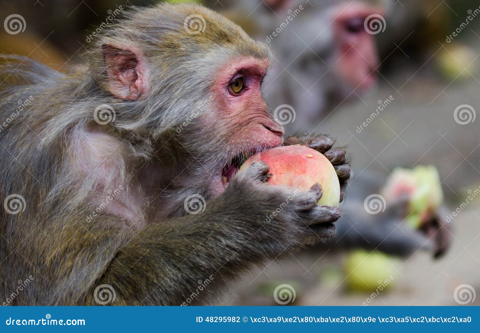Monkey stock photo. Image of resolute, monkeyn, eyes - 48295982
