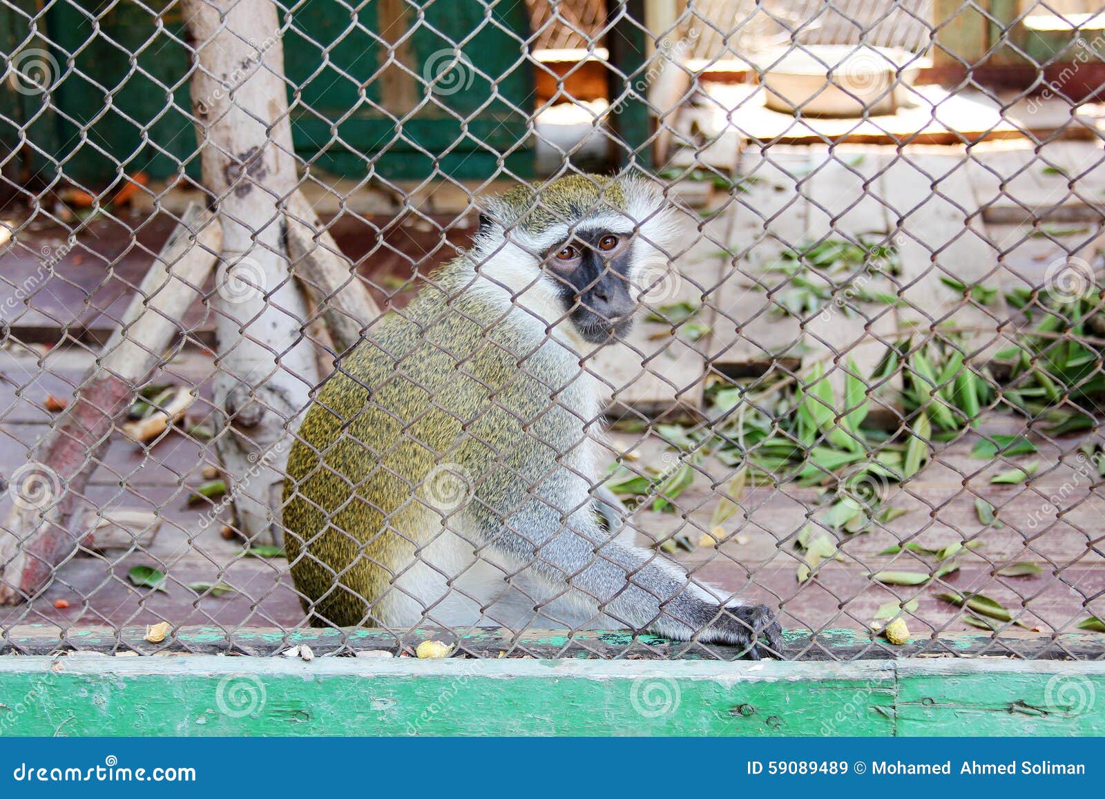 Monkey stock image. Image of egyptian, utan, locked, trap - 59089489