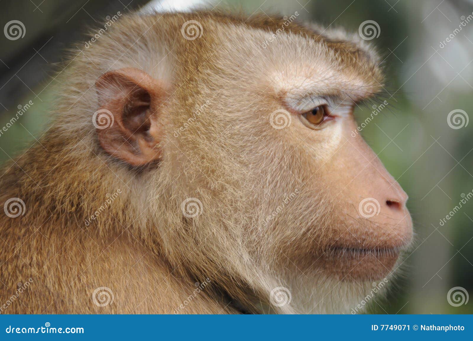 2,656 Perfil Del Mono Fotos - Libres de Derechos y Gratuitas de Dreamstime