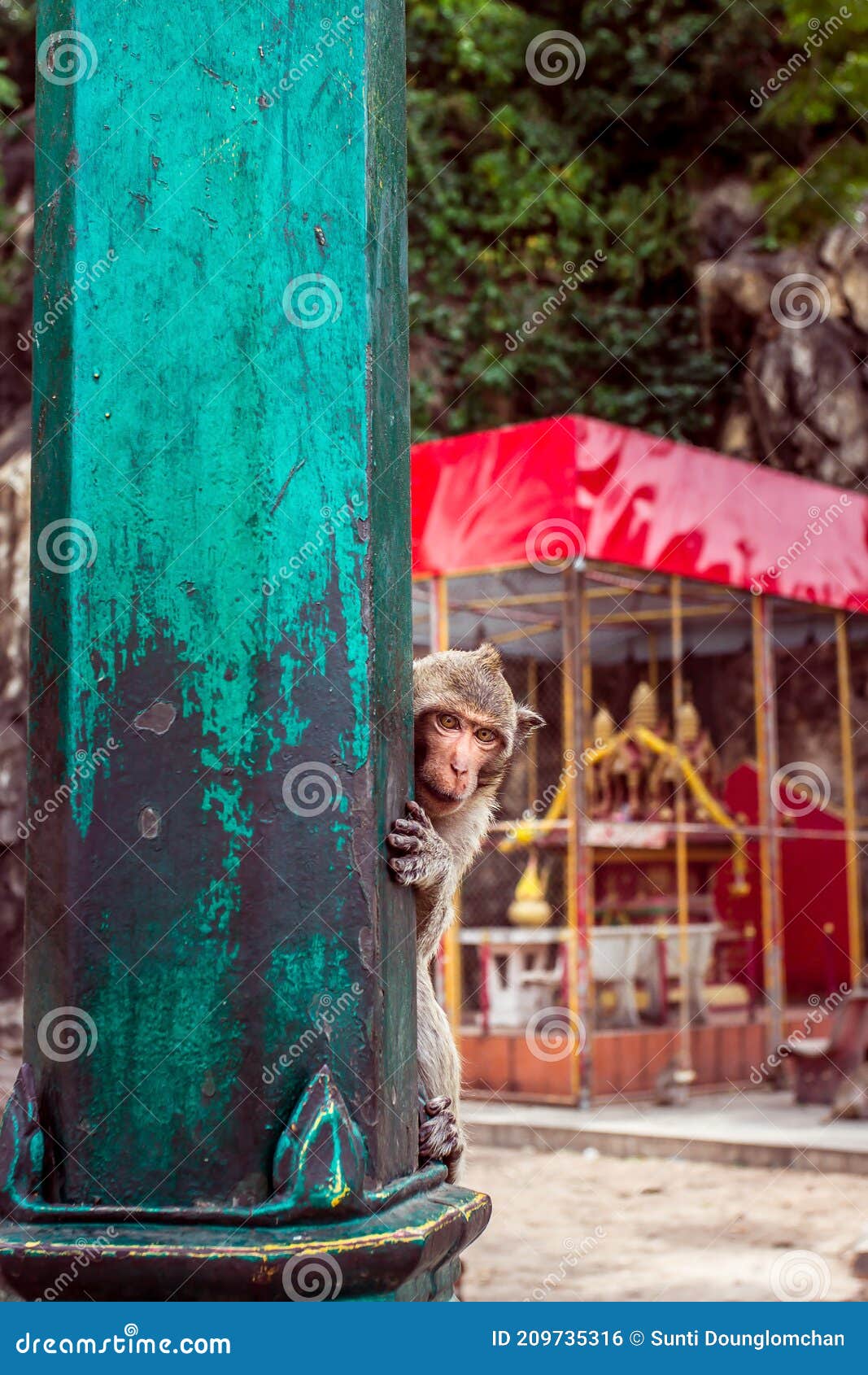 The Monkey and the Electric Pole,a Monkey Hiding Behind a Light Pole ...