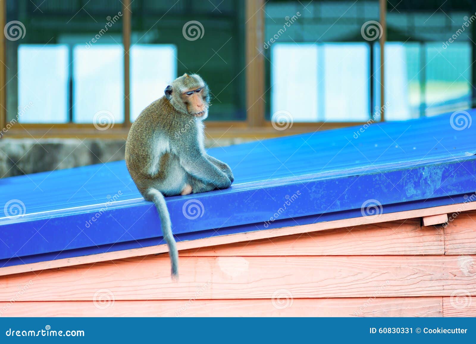 Monkey Emotion Surprise Full Face . Stock Image - Image of animal ...