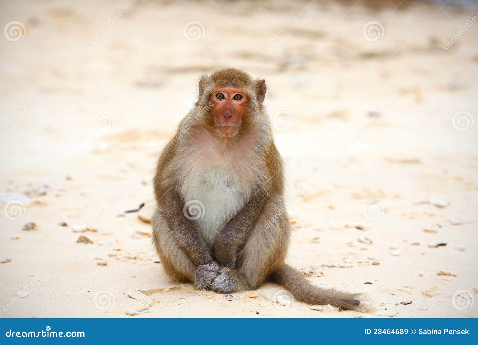Monkey En La Mirada De La Playa, Relajada Y Cómoda Derecho Imagen de ...