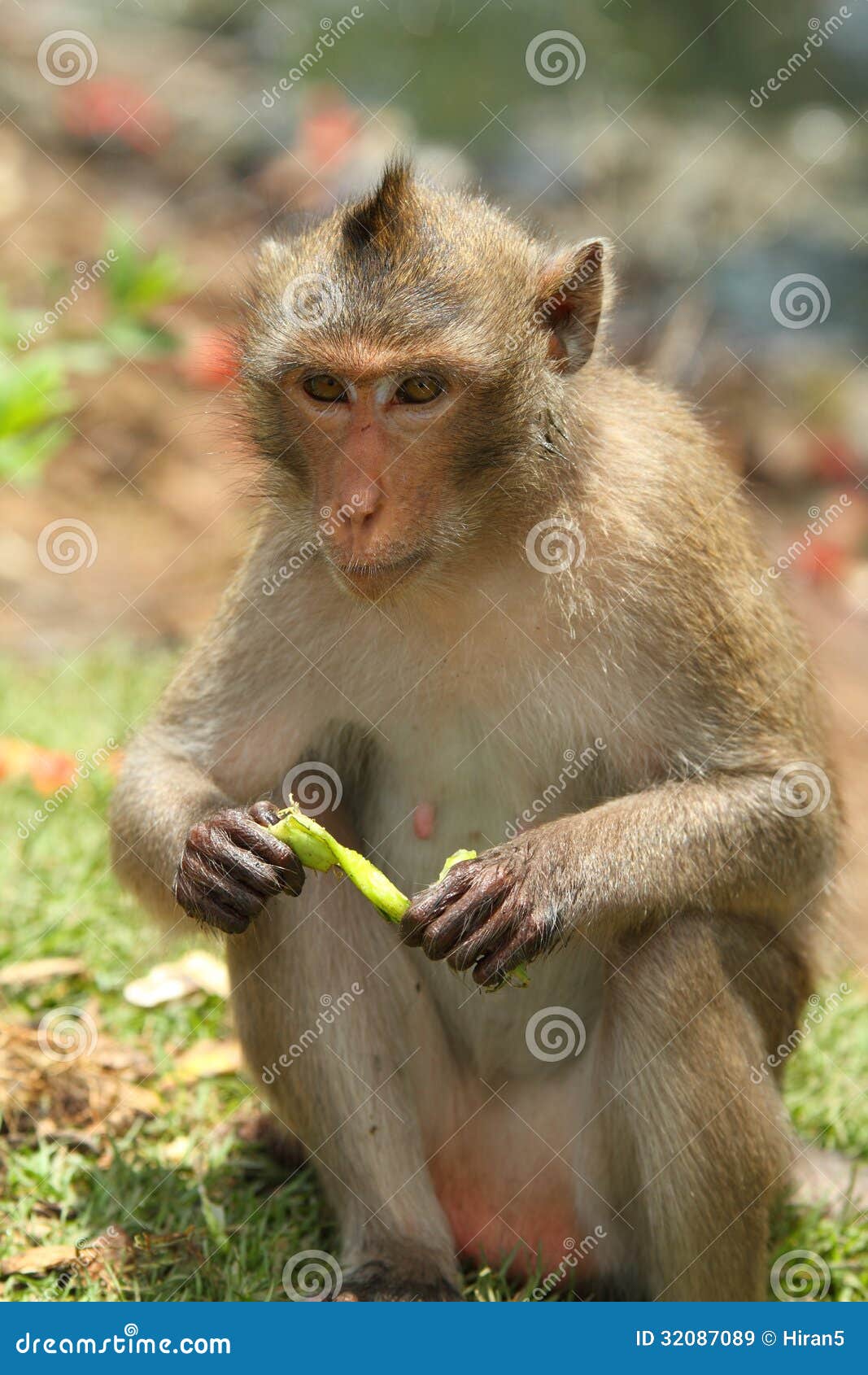 Monkey stock image. Image of child, mammal, animal, macaque - 32087089