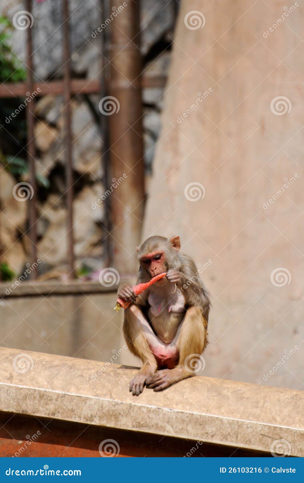 Monkey Enjoying a Carrot in India Stock Photo - Image of monkey ...