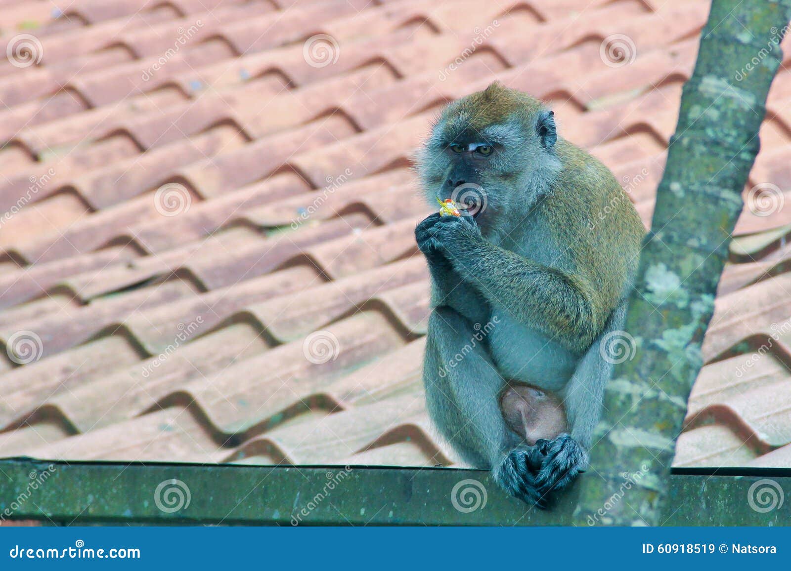 Monkey enjoying food stock image. Image of south, fruits - 60918519