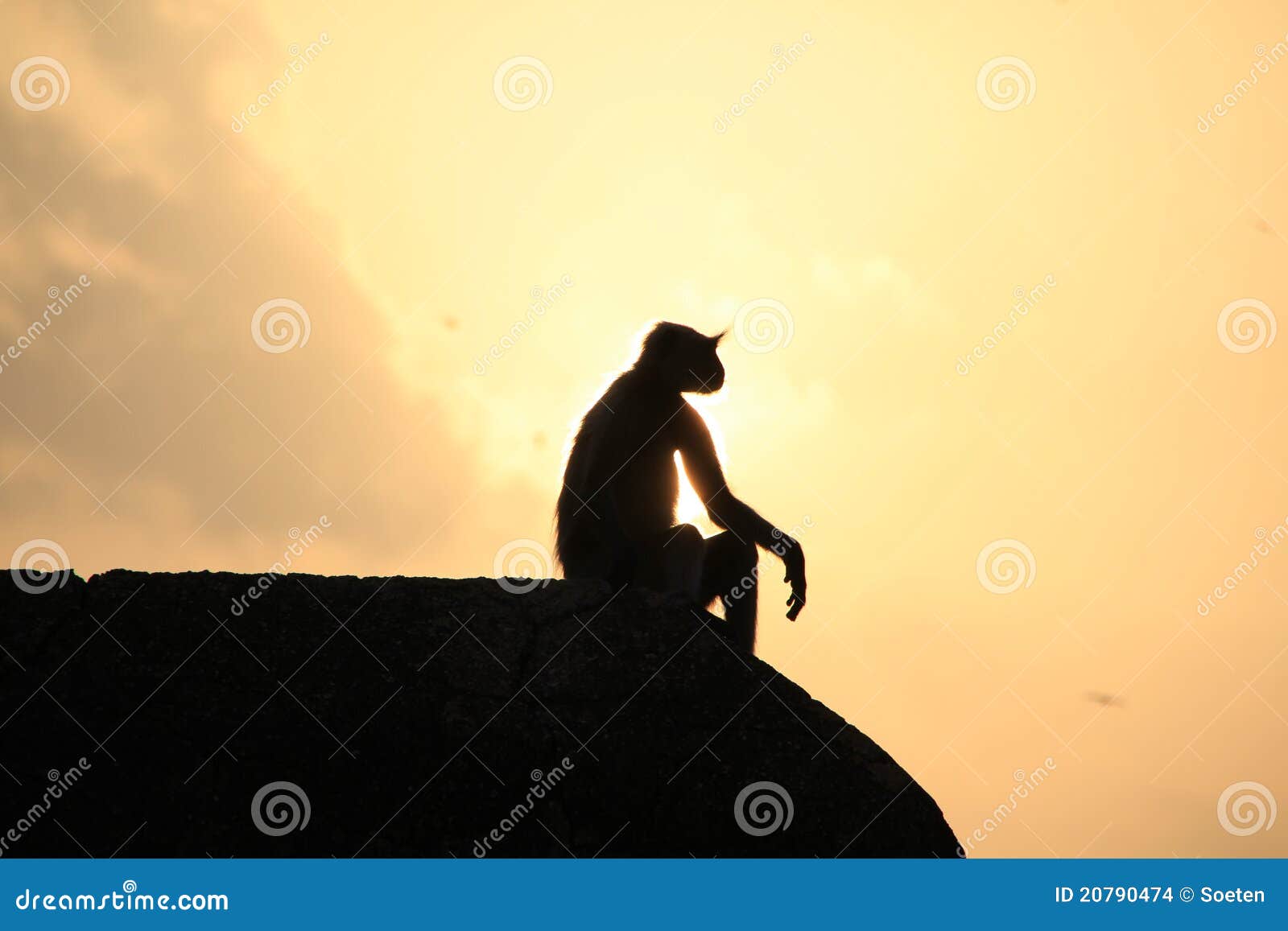 A Monkey Enjoying the Good Life in Sunset Stock Photo - Image of good ...