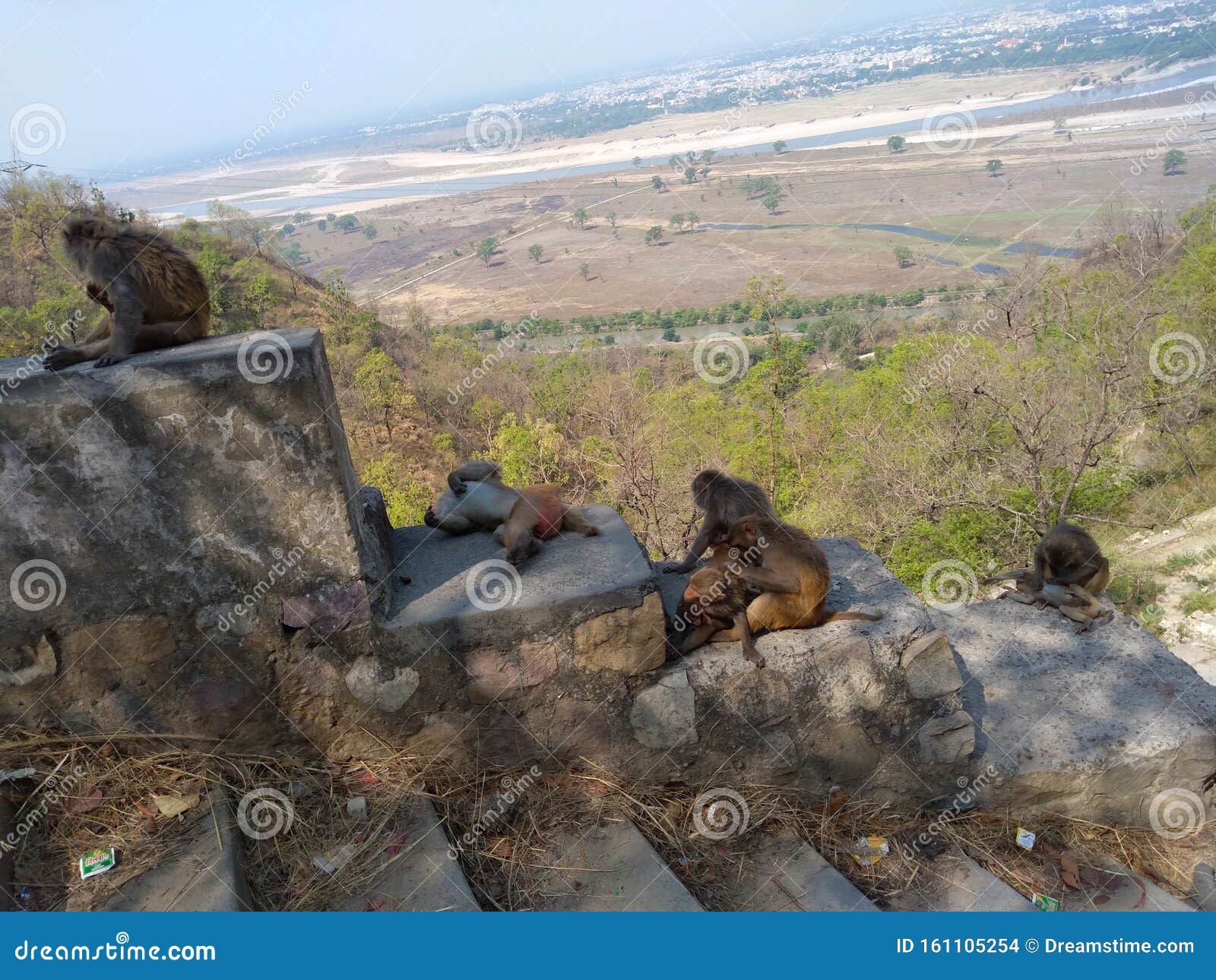 Monkey Enjoying in the Nature Stock Photo - Image of green, mountains ...