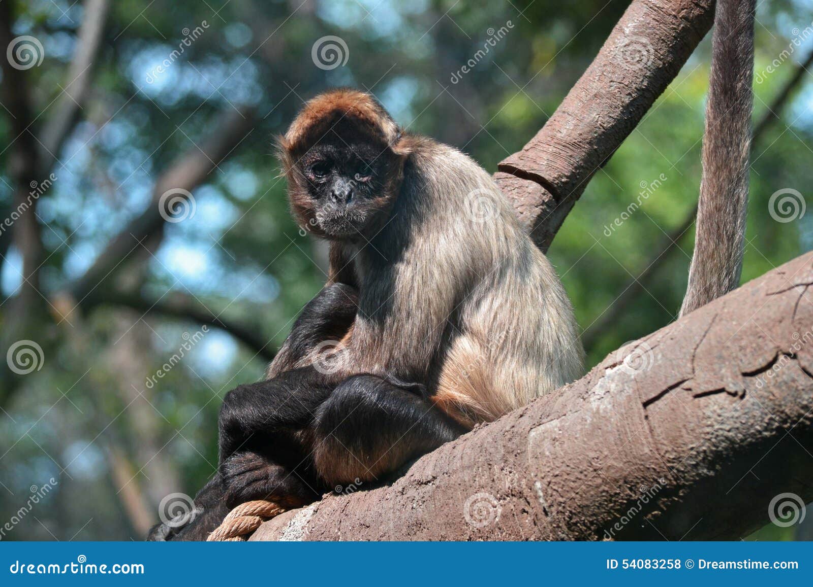 Monkey stock photo. Image of aging, solo, black, sweet - 54083258
