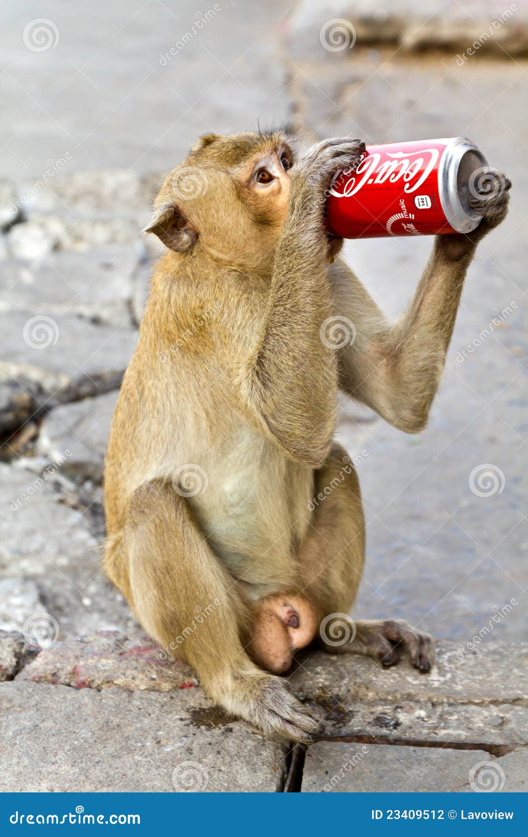Monkey enjoys drinking editorial photography. Image of coca - 23409512