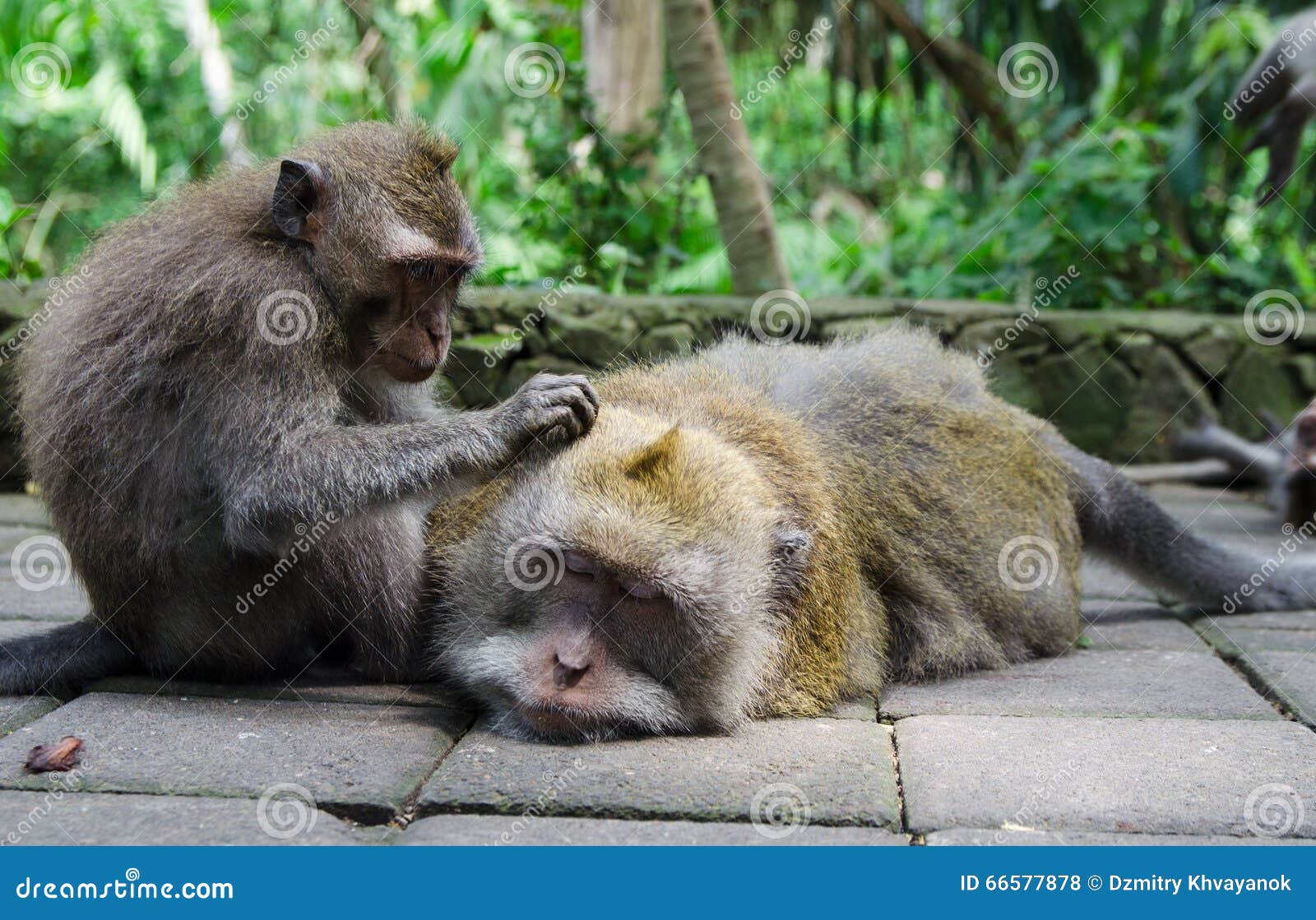 Monkey Enjoys a Massage - Stock Image. Stock Photo - Image of animals ...