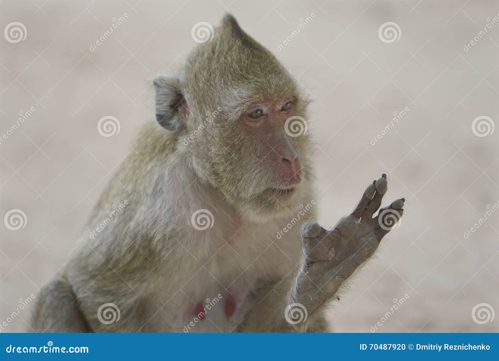 Monkey Explains Stock Photos - Free & Royalty-Free Stock Photos from ...