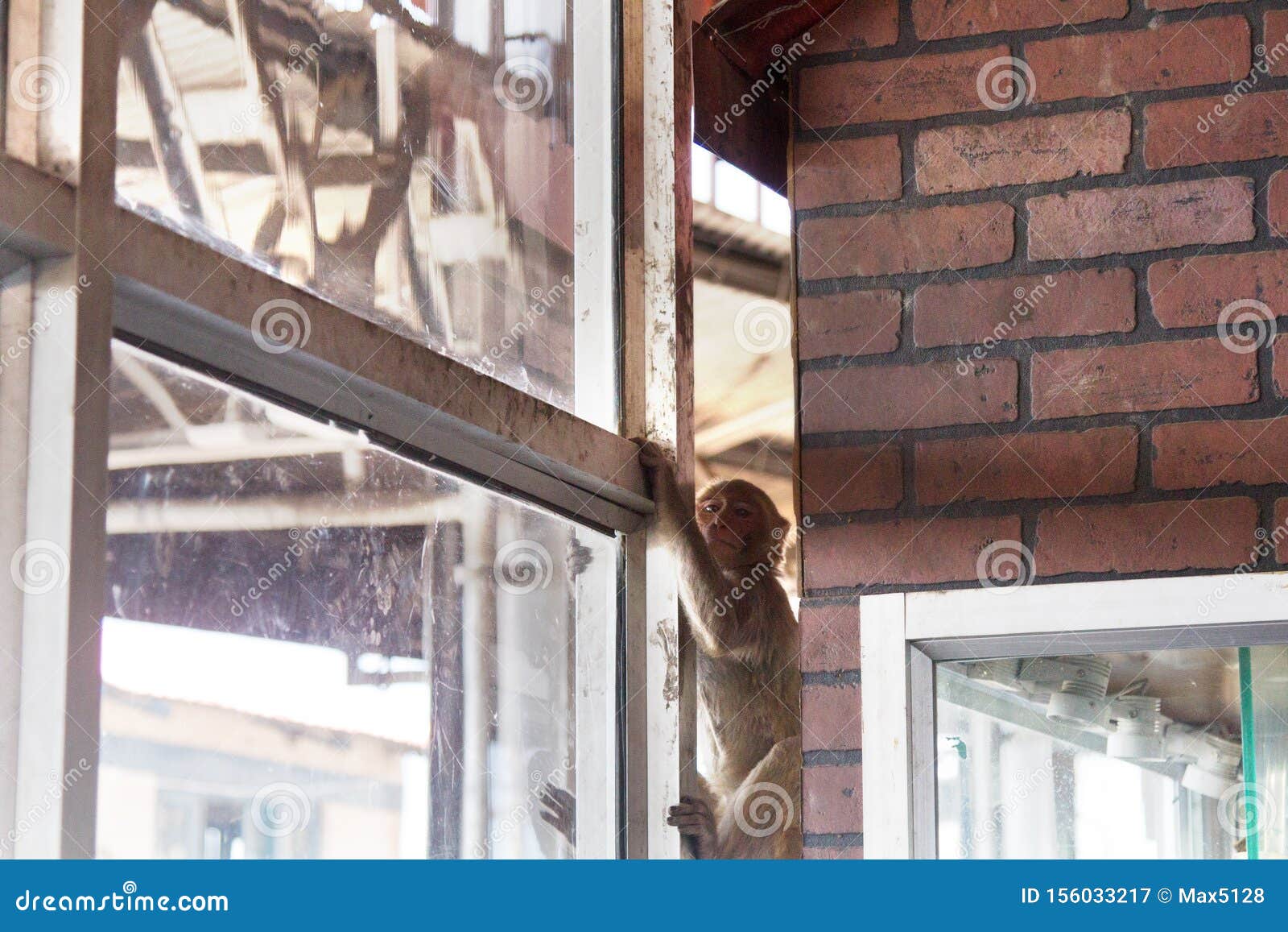Monkey Explores the Window Space Stock Image - Image of breed, bonnet ...