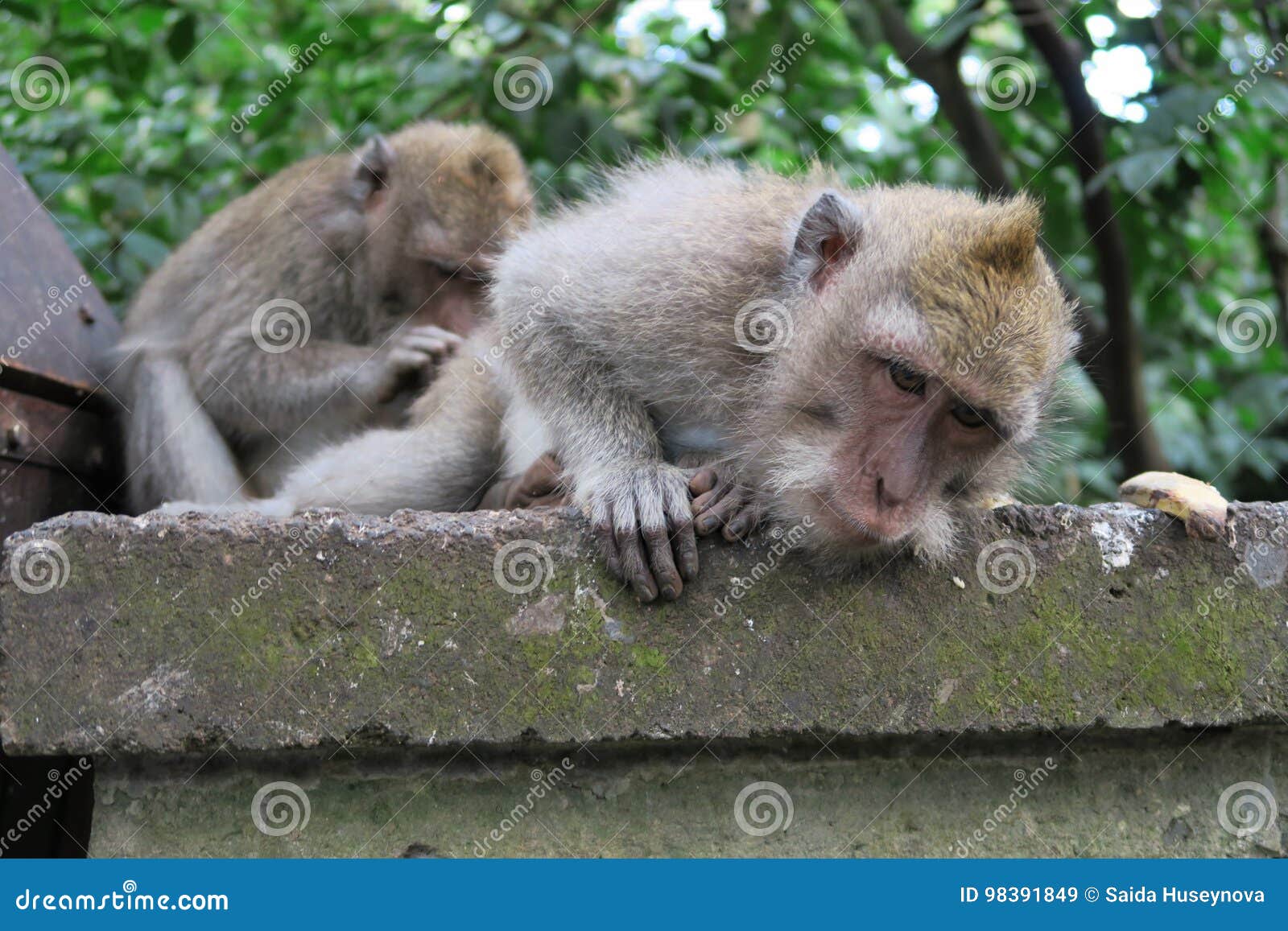 Monkey exploring stock image. Image of friend, exploring - 98391849