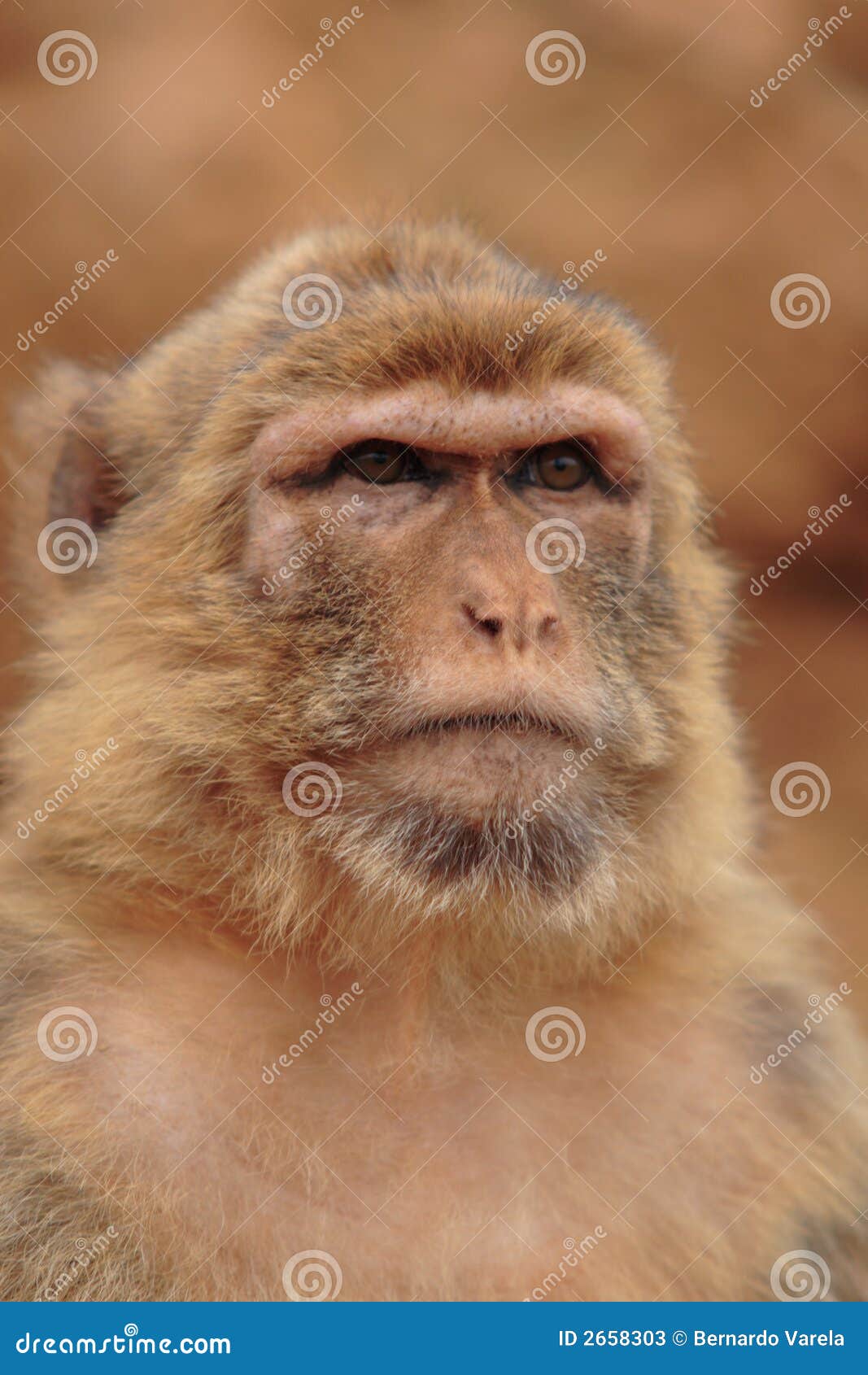 Monkey expression stock image. Image of mammals, monkey - 2658303