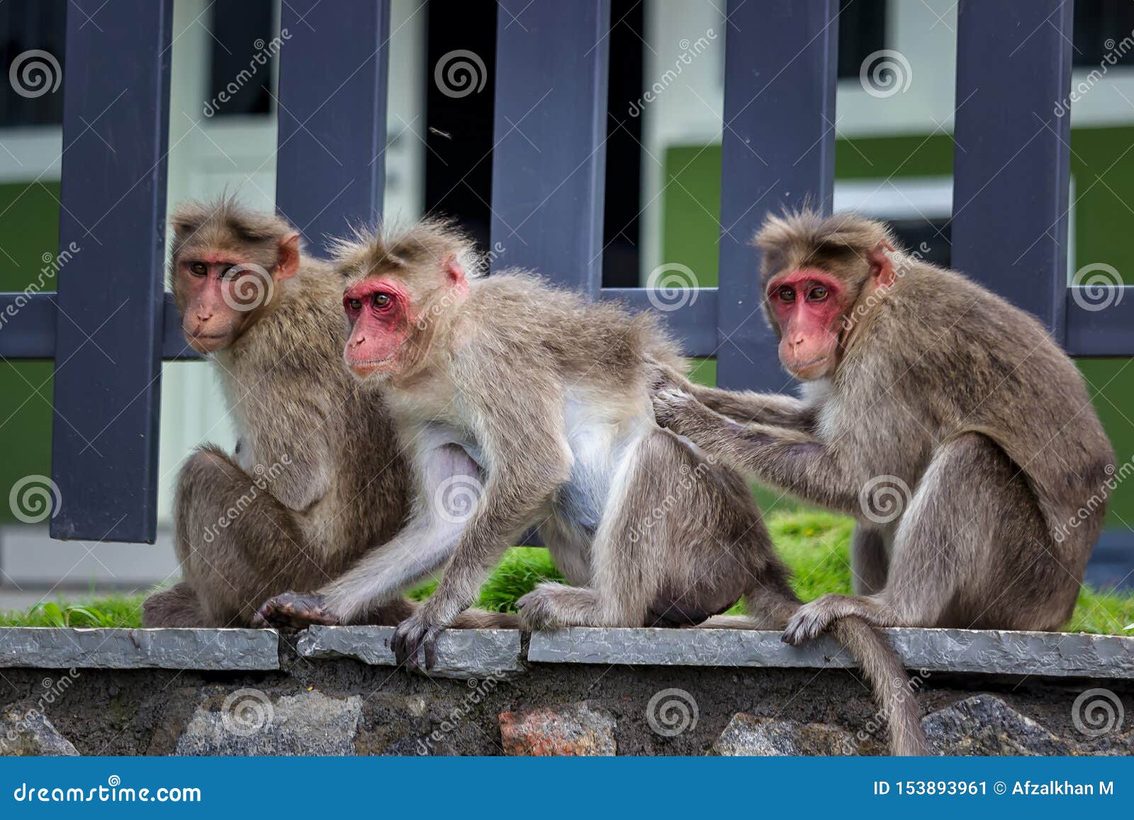 Monkey Expression - Ooty Tamilnadu India Stock Image - Image of family ...