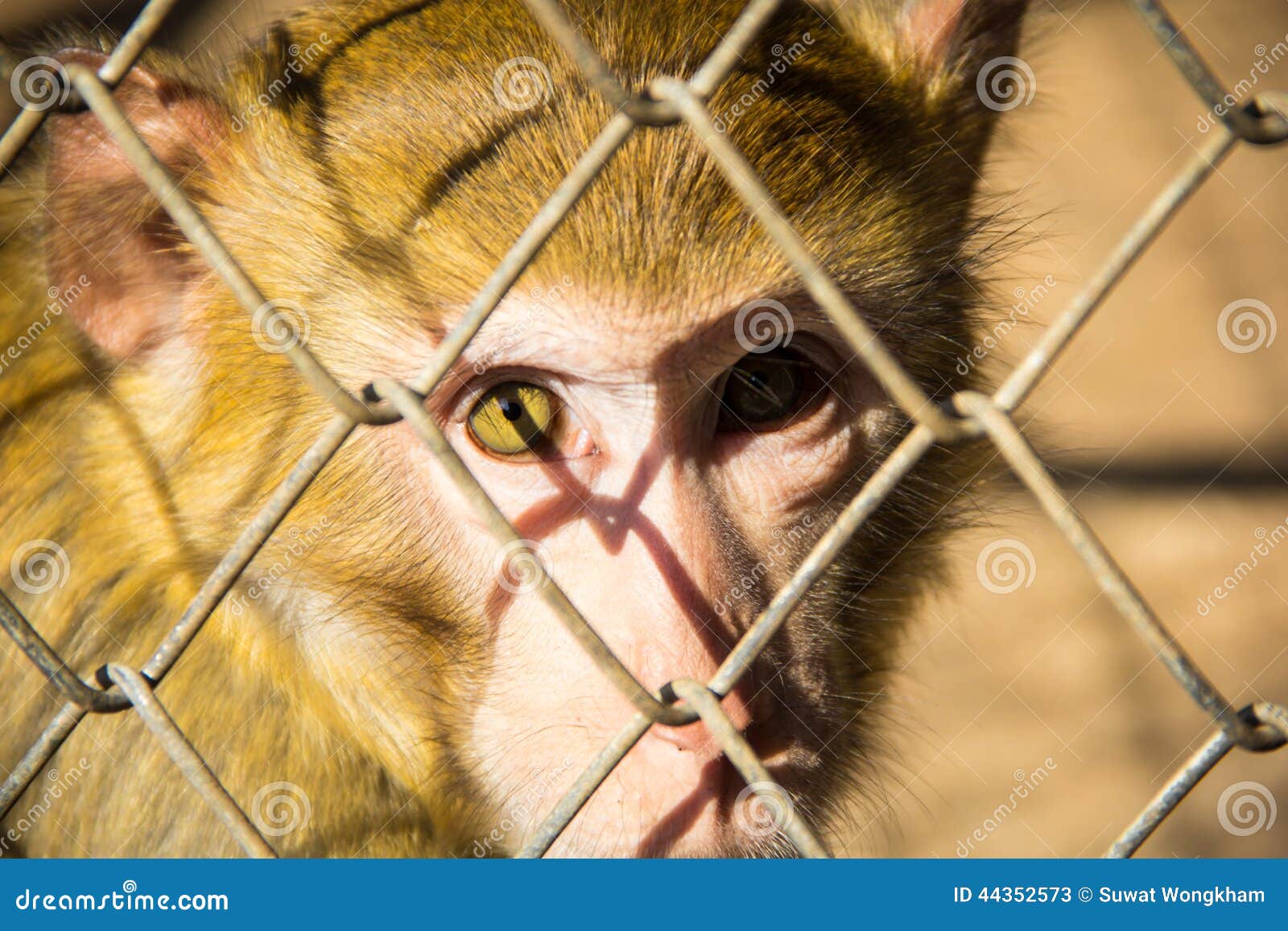 Monkey eyes stock image. Image of thinking, humble, monkey - 44352573