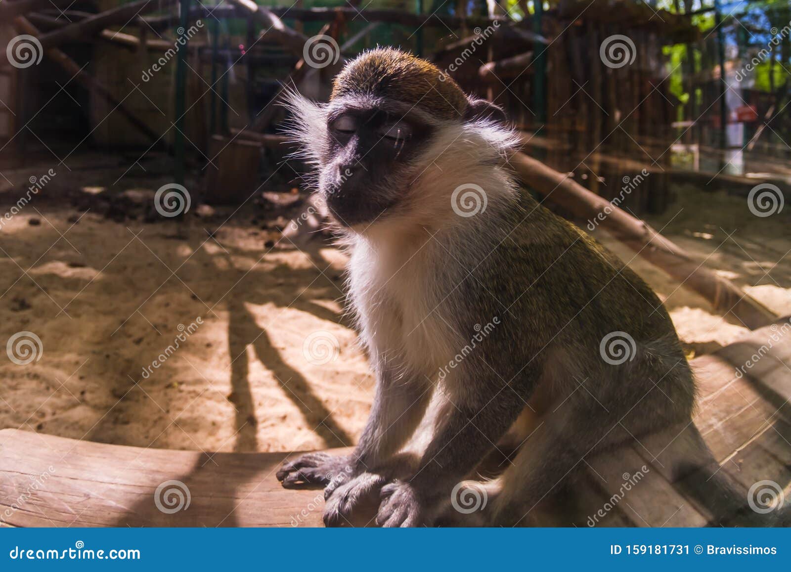 Monkey Eyes Face Nose Cute, Expression Stock Image - Image of nature ...
