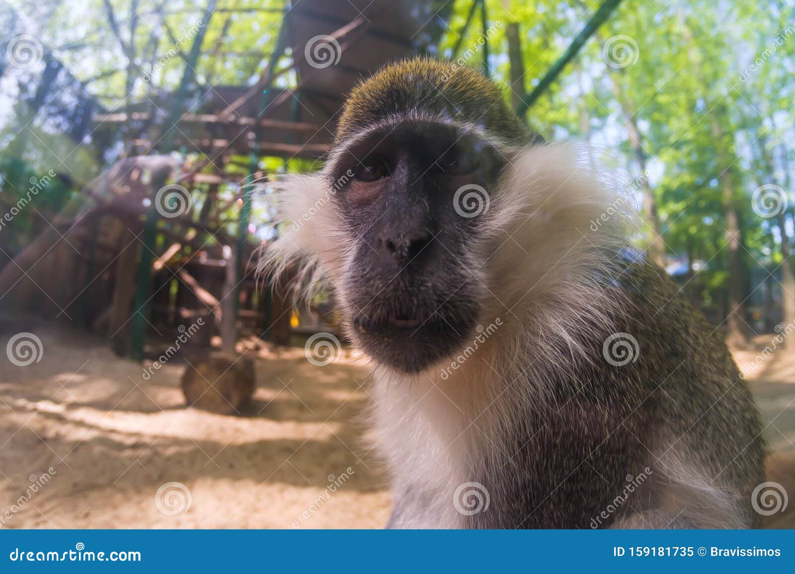 Monkey Eyes Face Nose Cute, Life Stock Image - Image of holding, look ...