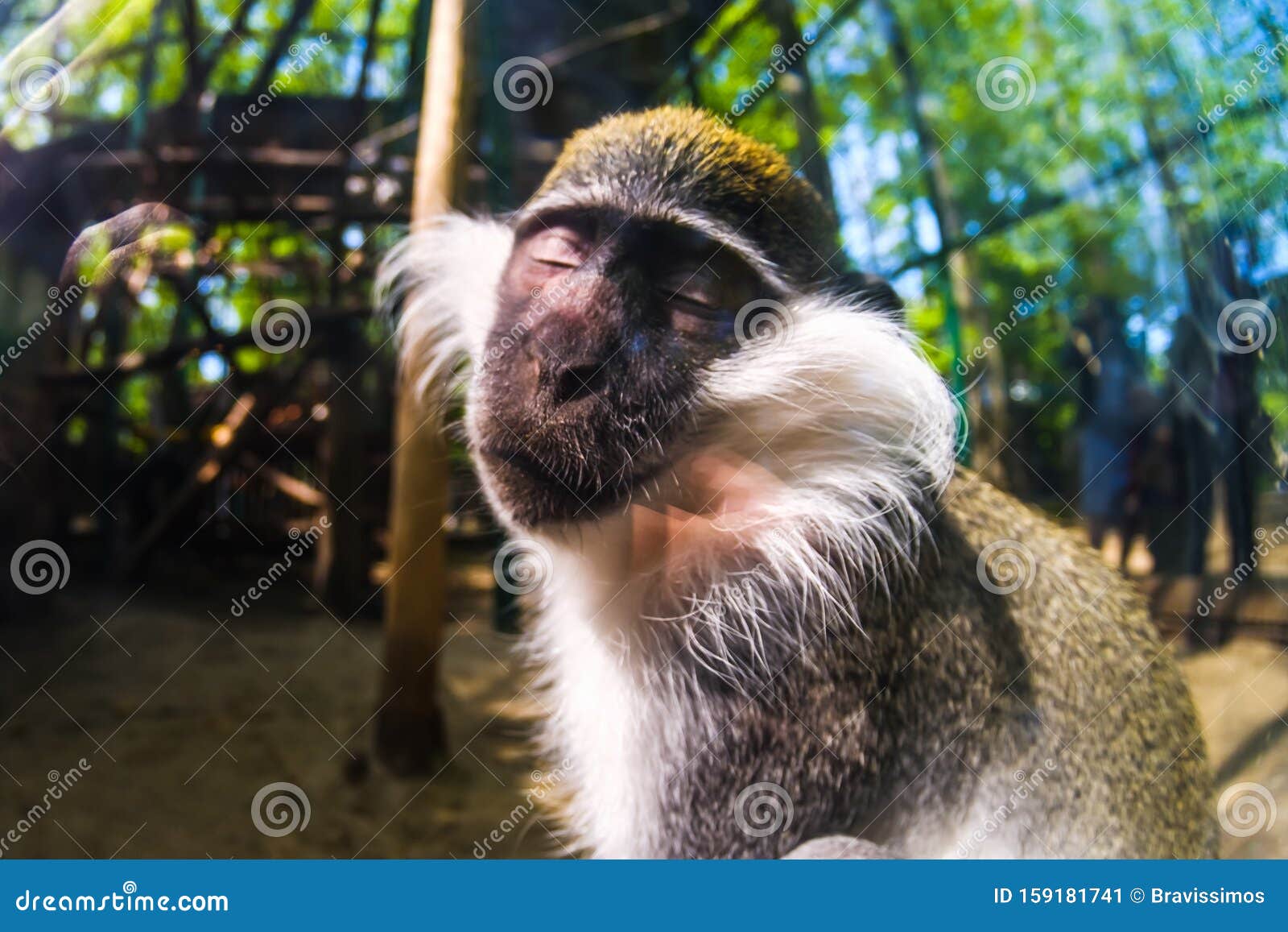 Monkey Eyes Stock Photo | CartoonDealer.com #37794612