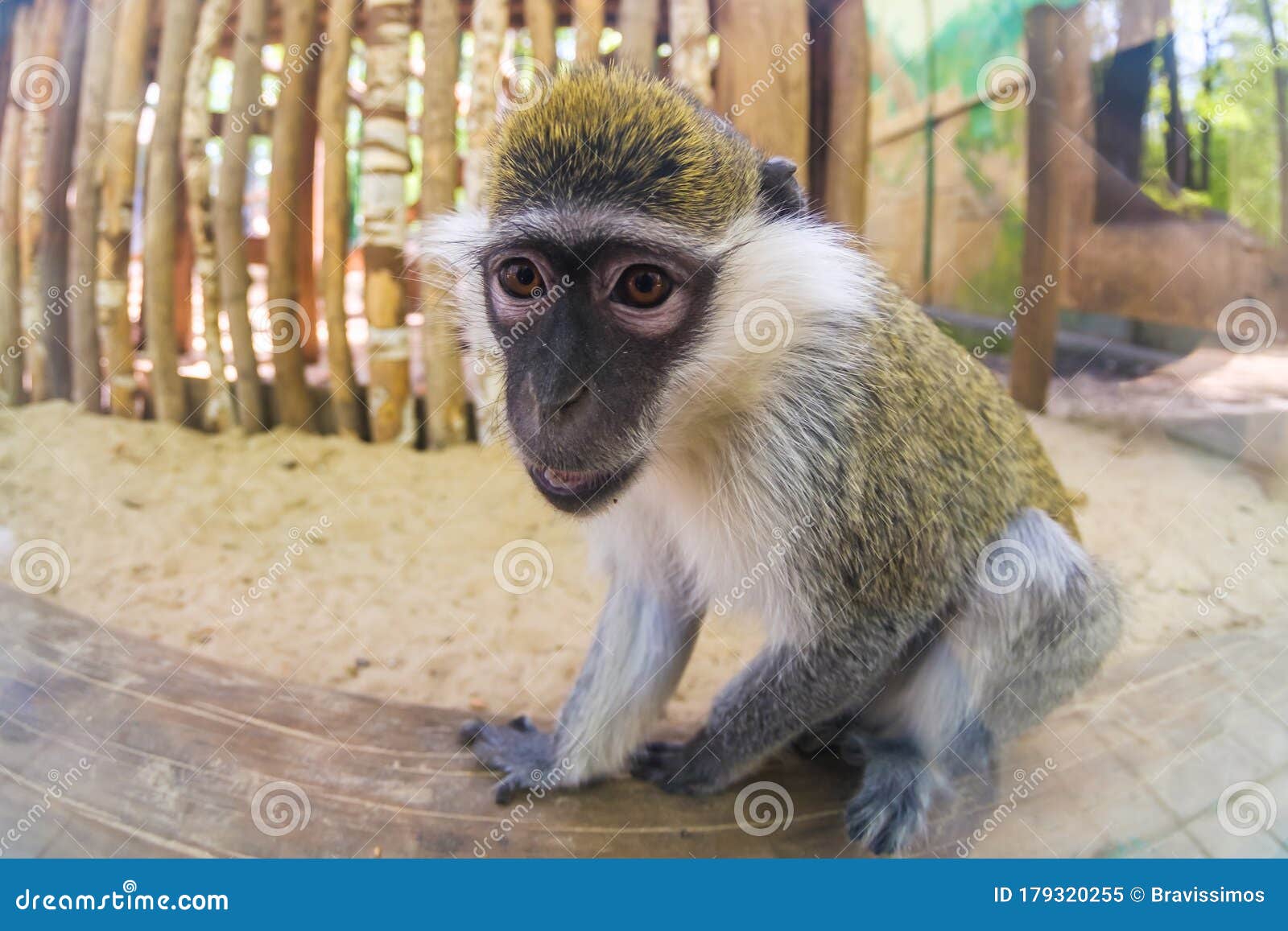 Monkey With Eyes And Mouth Open Wide Stock Image | CartoonDealer.com ...