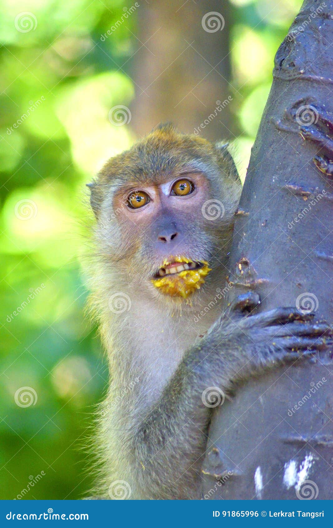 Monkey eyes stock photo. Image of thailand, hide, wildlife - 91865996