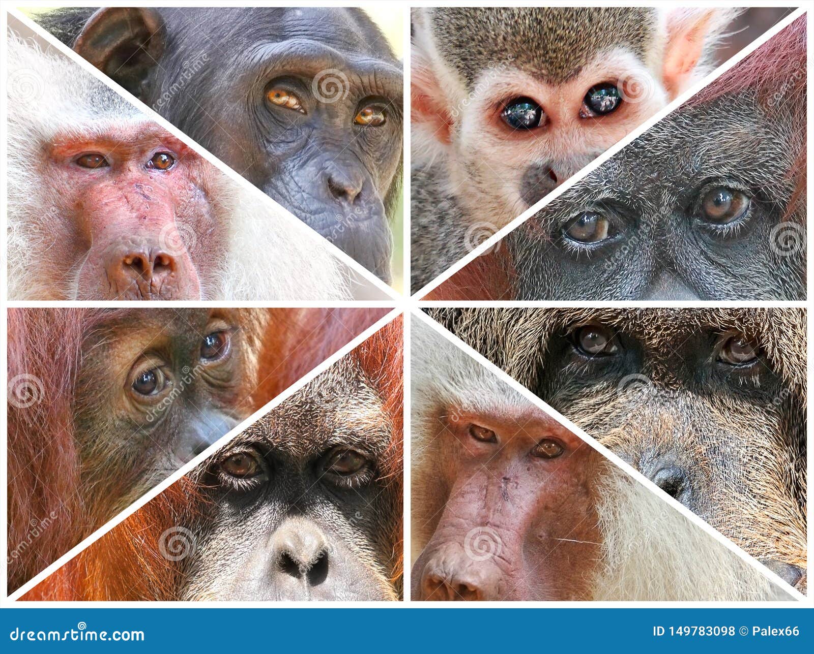 Monkey eyes stock photo. Image of animals, nature, wildlife - 149783098