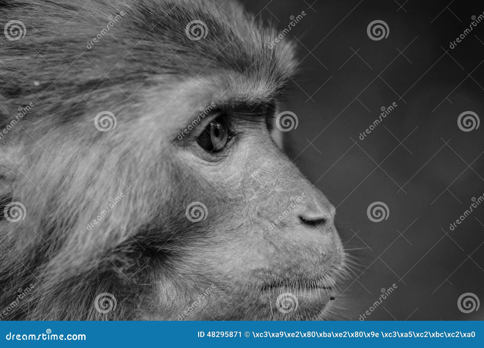 Monkey stock image. Image of lone, look, confined, distance - 48295871