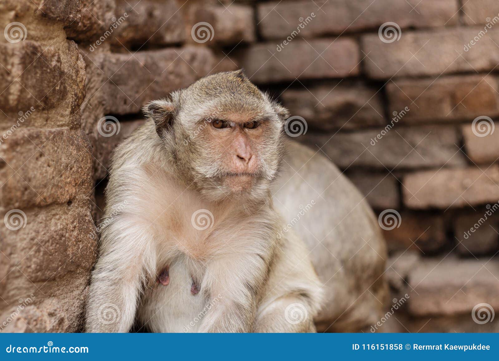 Monkey with eyes staring. stock photo. Image of country - 116151858