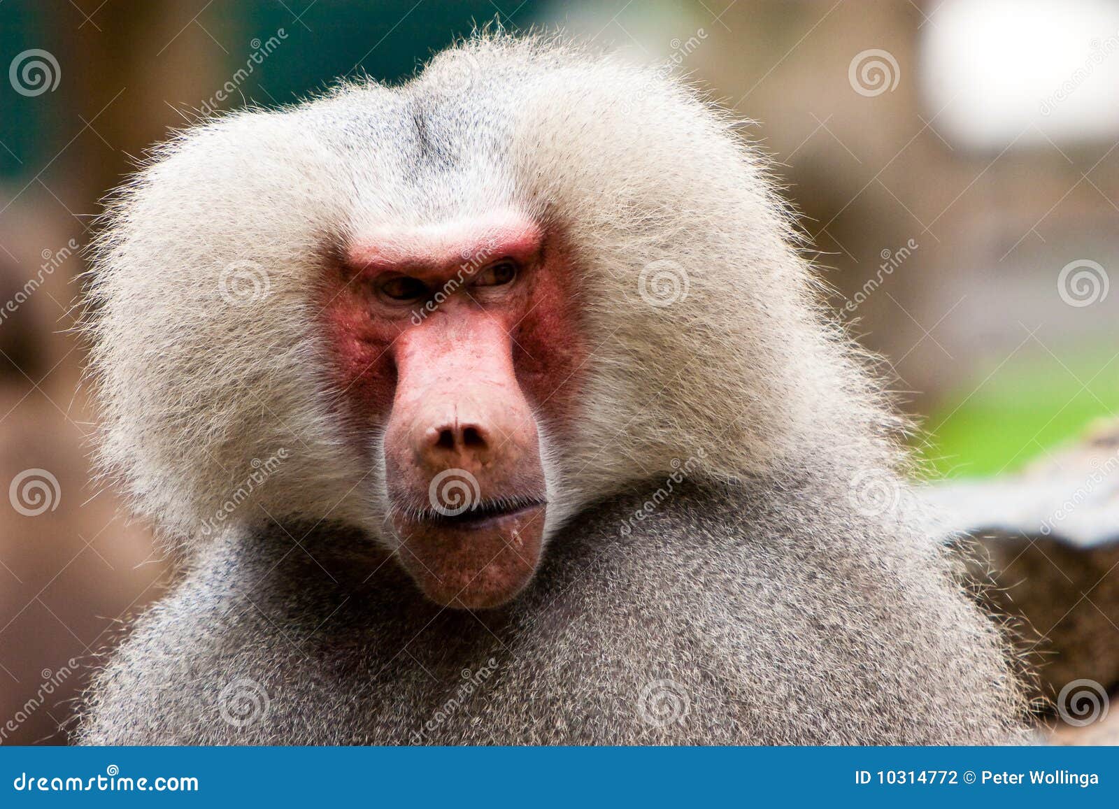 Monkey face stock photo. Image of hair, grey, baboon - 10314772