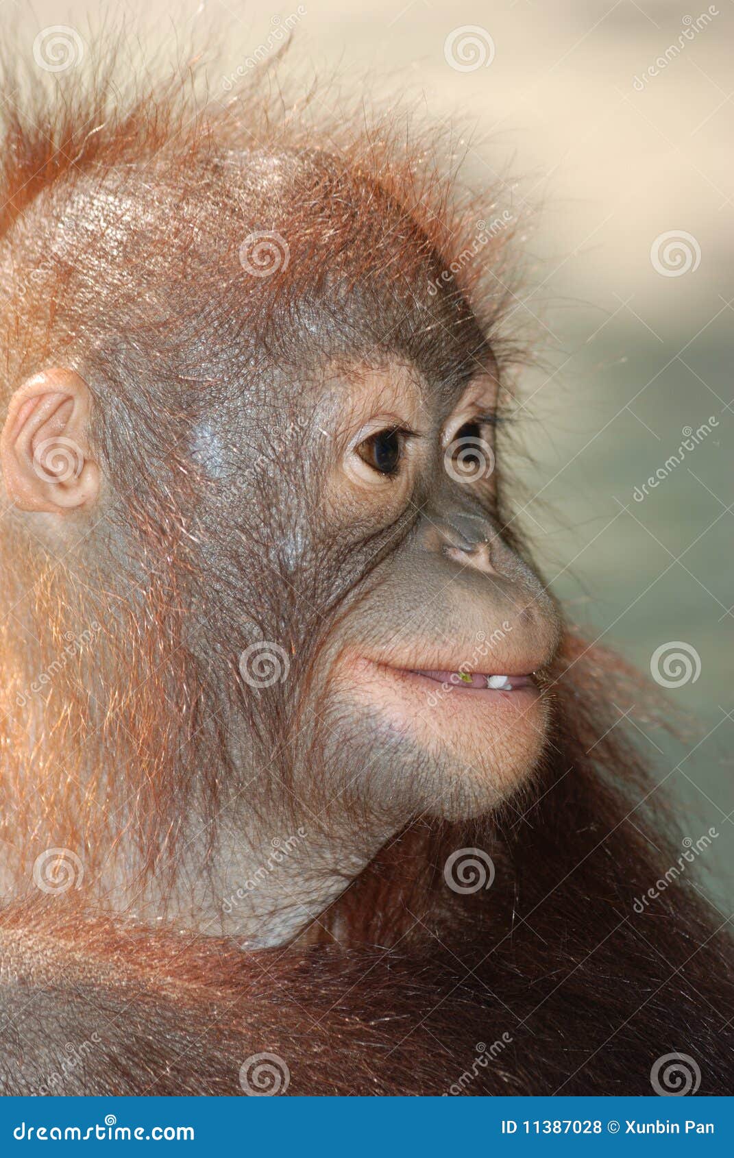 Monkey face stock photo. Image of mammal, head, male - 11387028