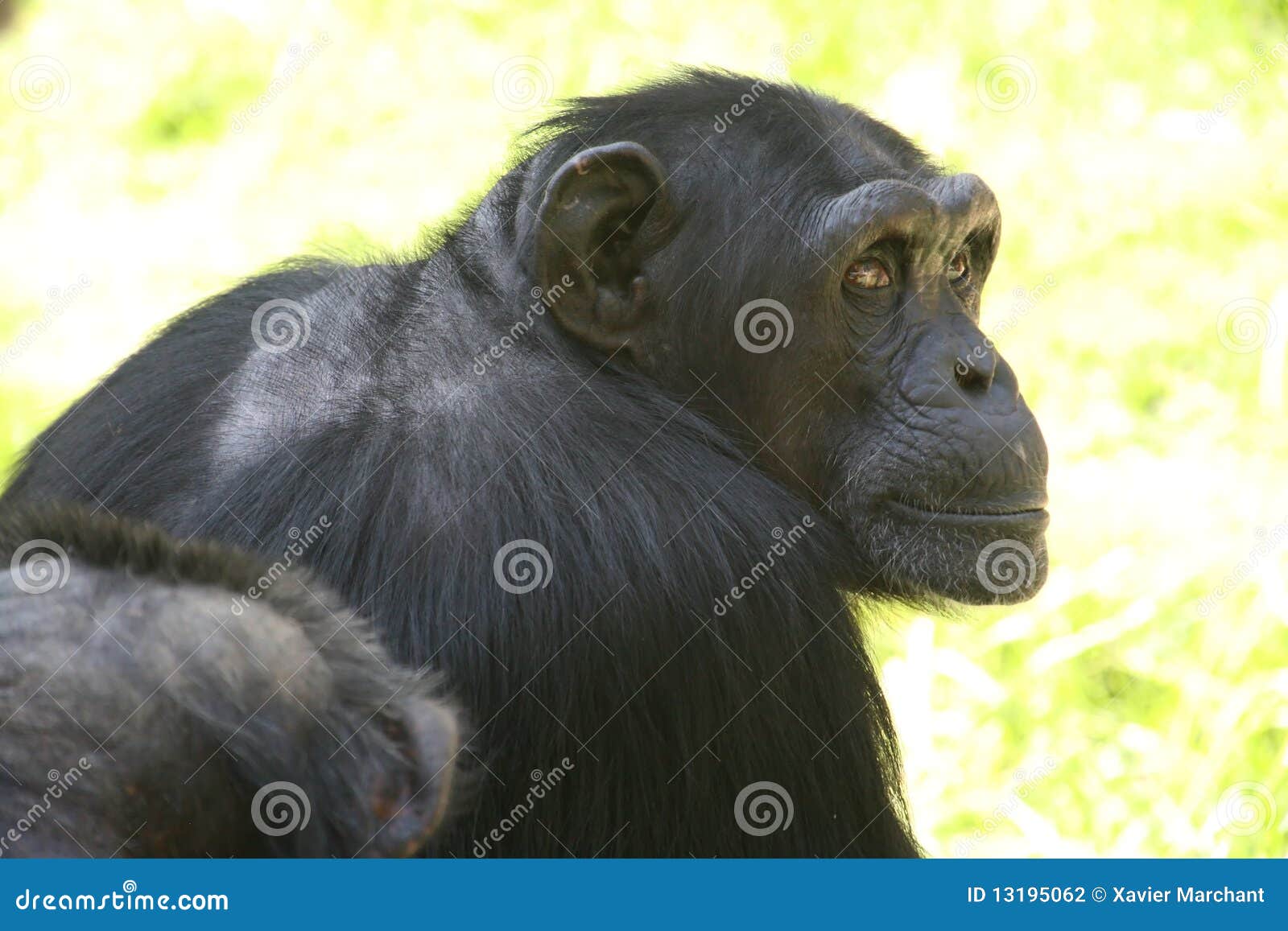 Monkey Face Looking To The Left And Space On The Left Side For Banner ...