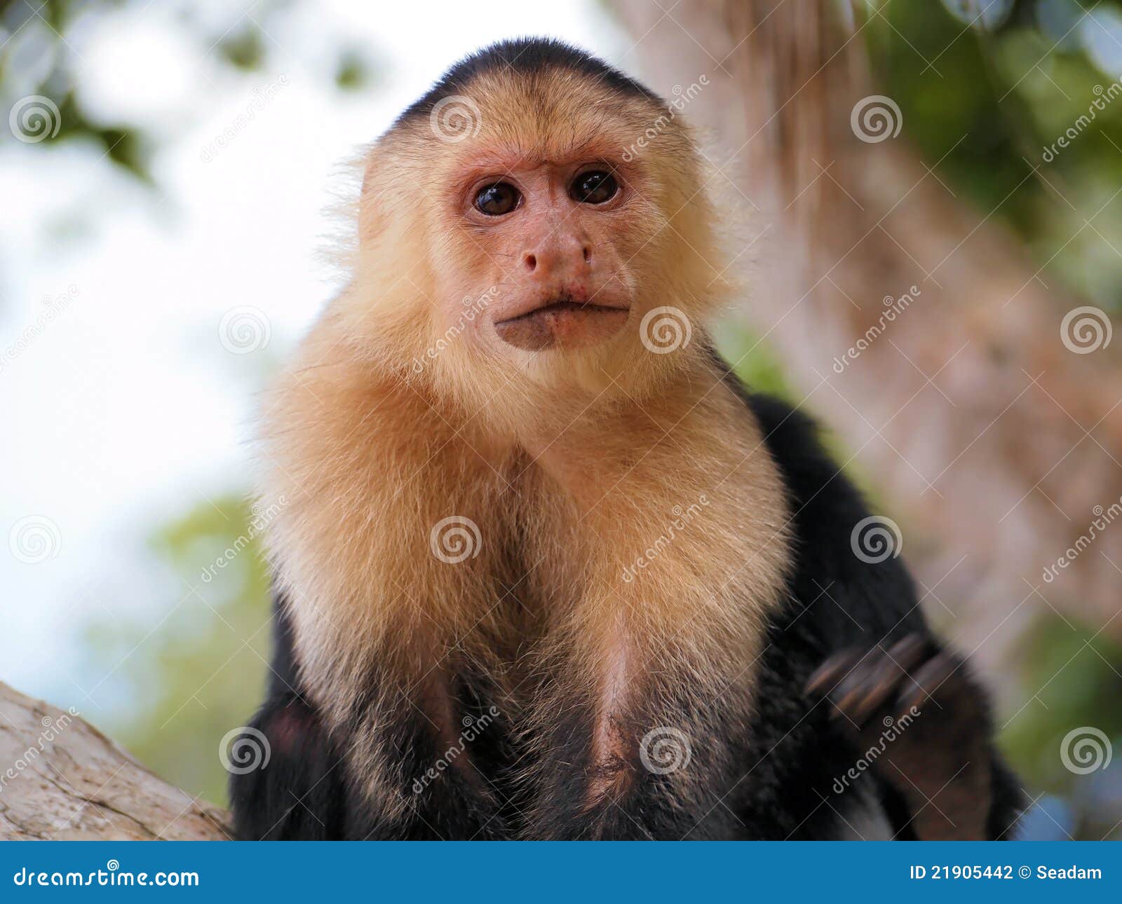 Monkey face stock photo. Image of cebus, fauna, wild - 21905442