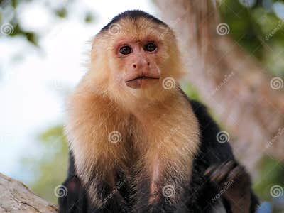Monkey face stock photo. Image of cebus, fauna, wild - 21905442