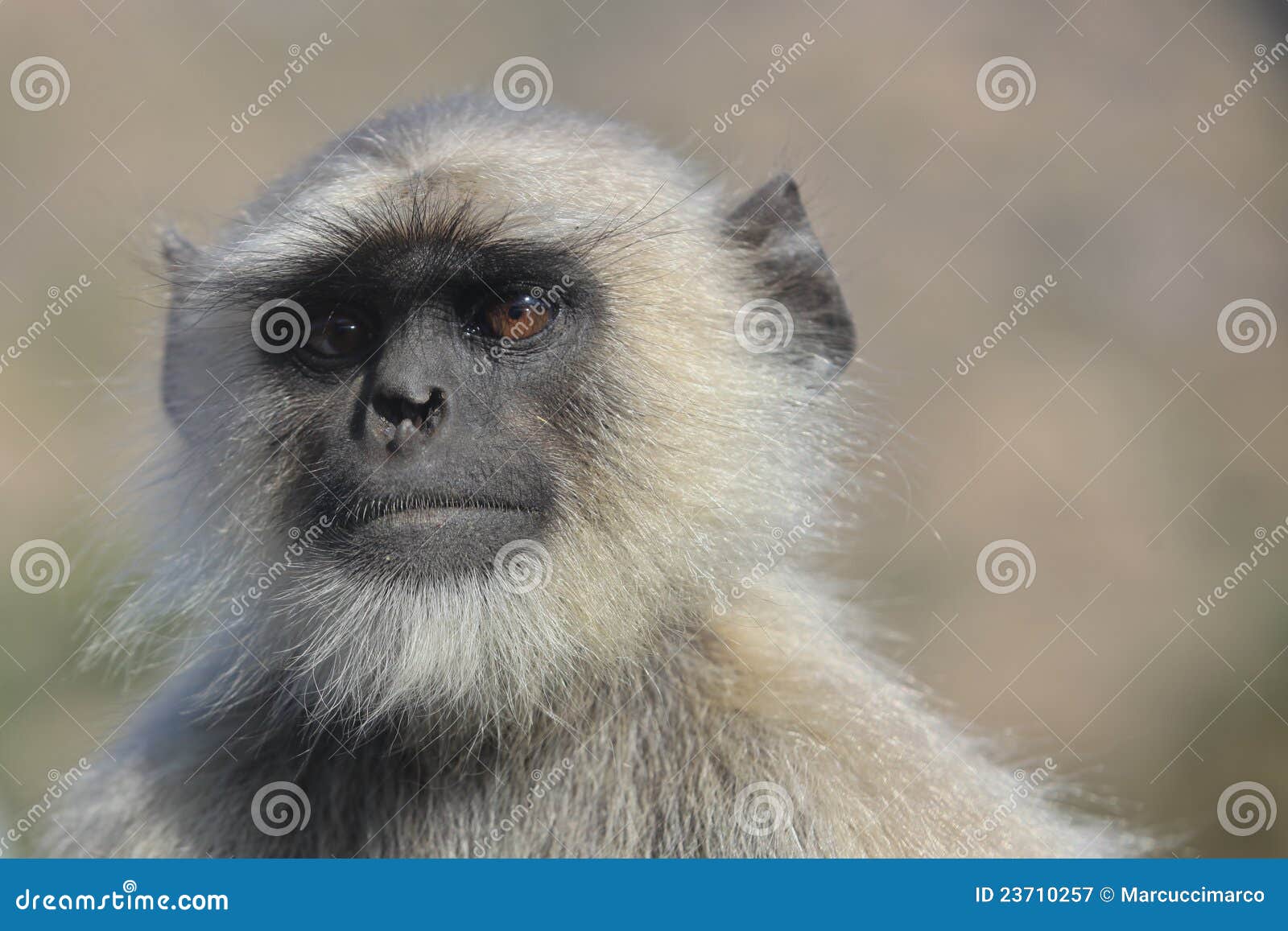 Monkey Face stock image. Image of look, india, long, side - 23710257