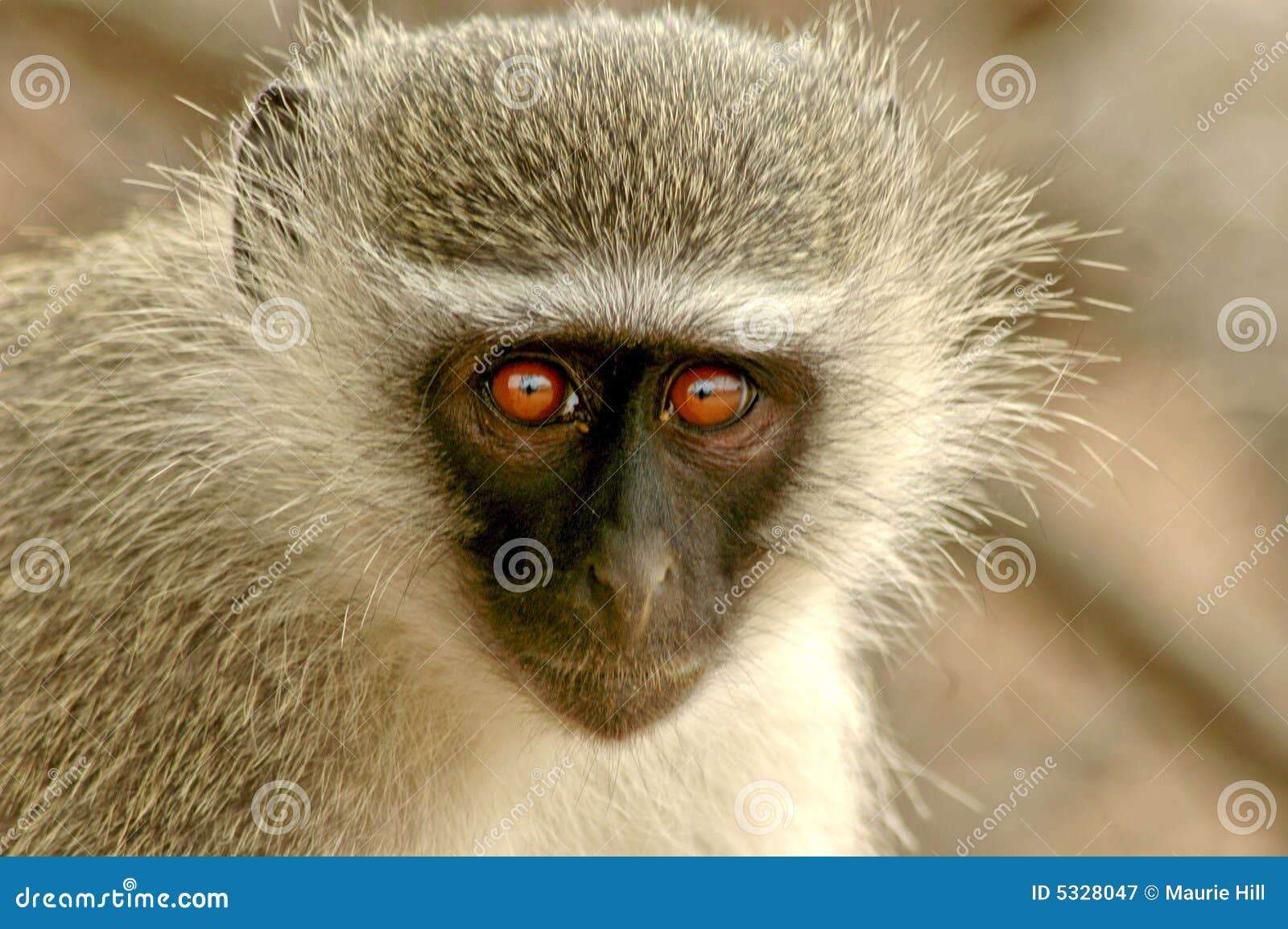 Monkey face stock image. Image of face, mouth, texture - 5328047