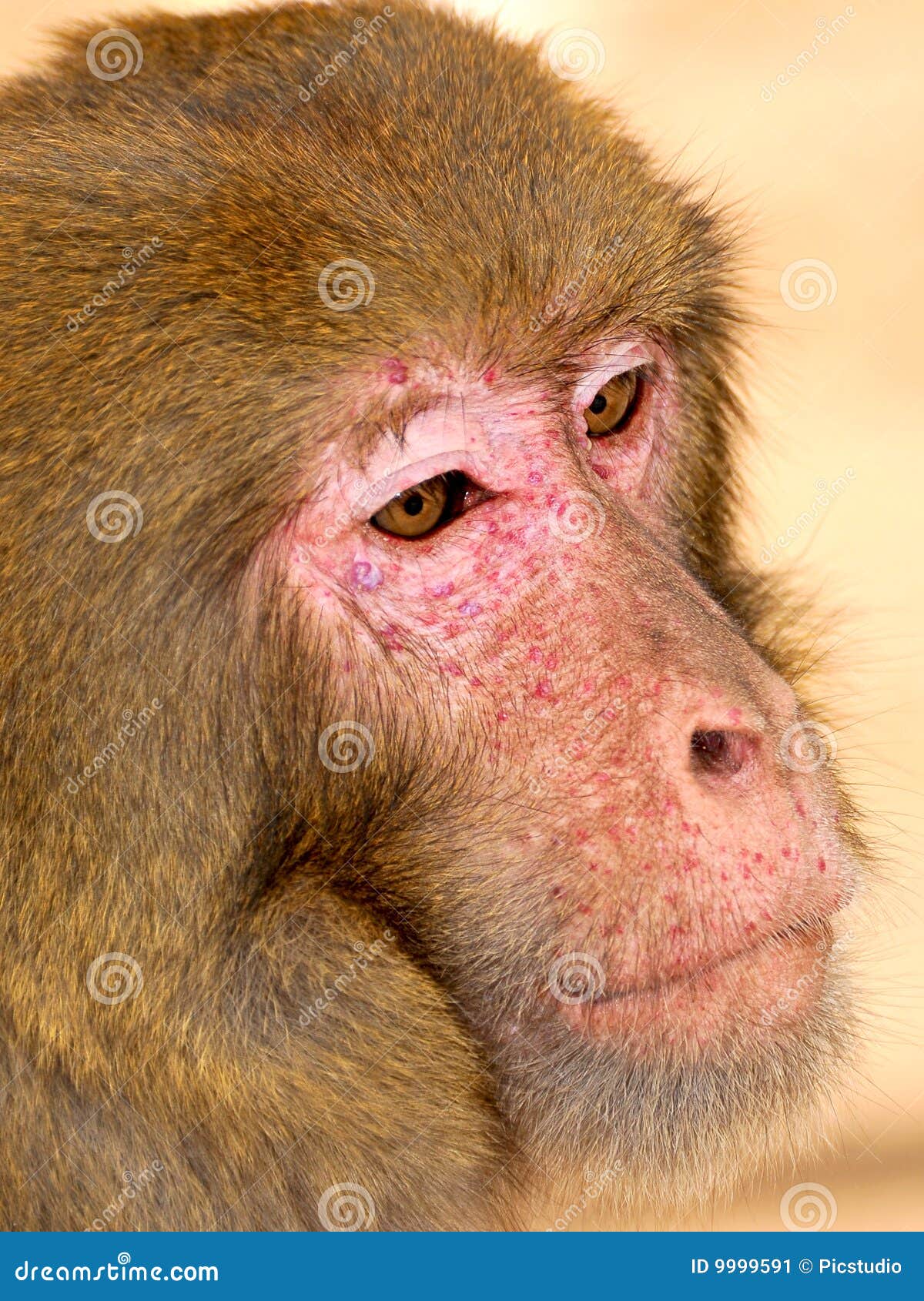 Monkey face stock image. Image of nature, hairy, portrait - 9999591