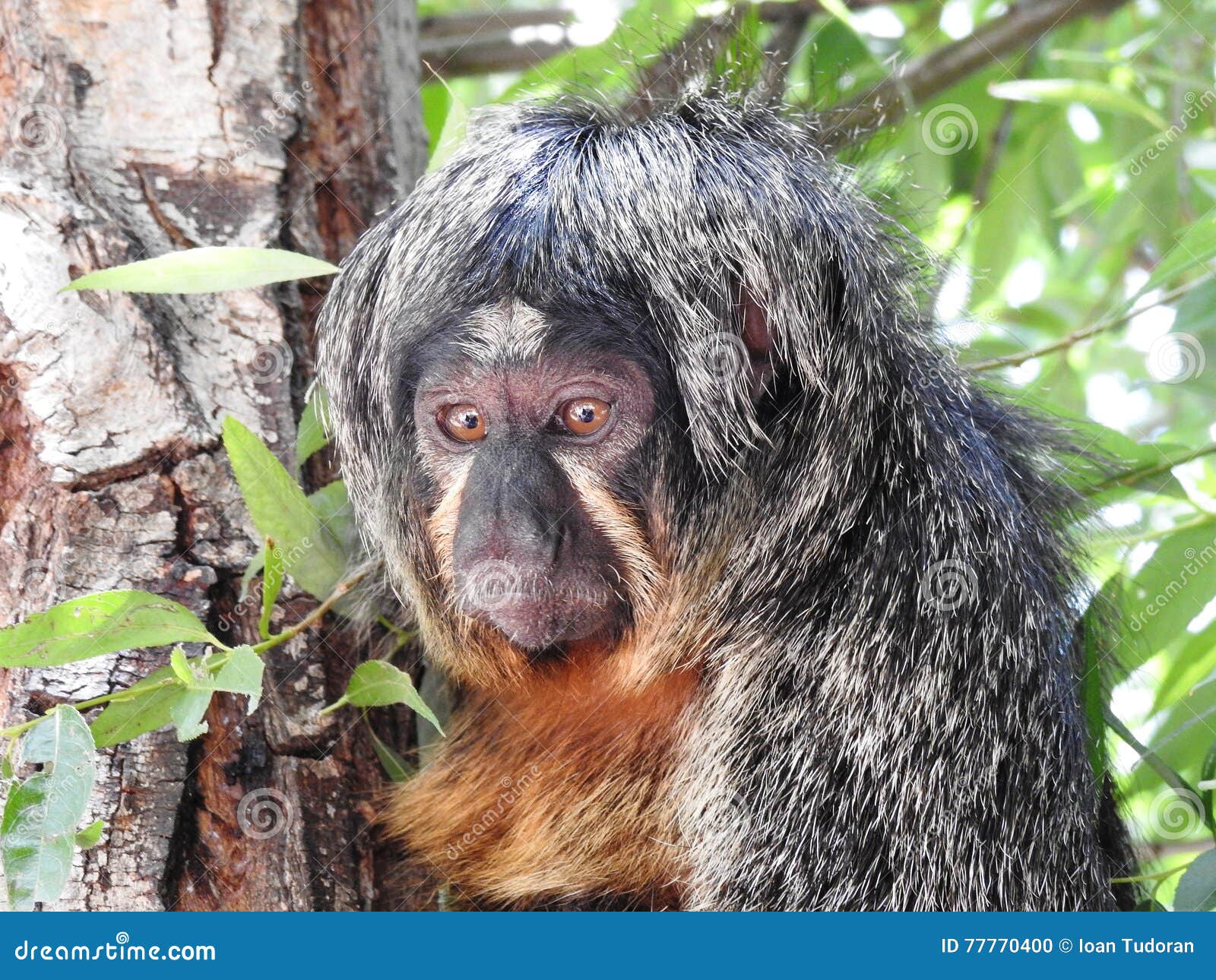 Monkey Face, Cara de mono stock photo. Image of postal - 77770400