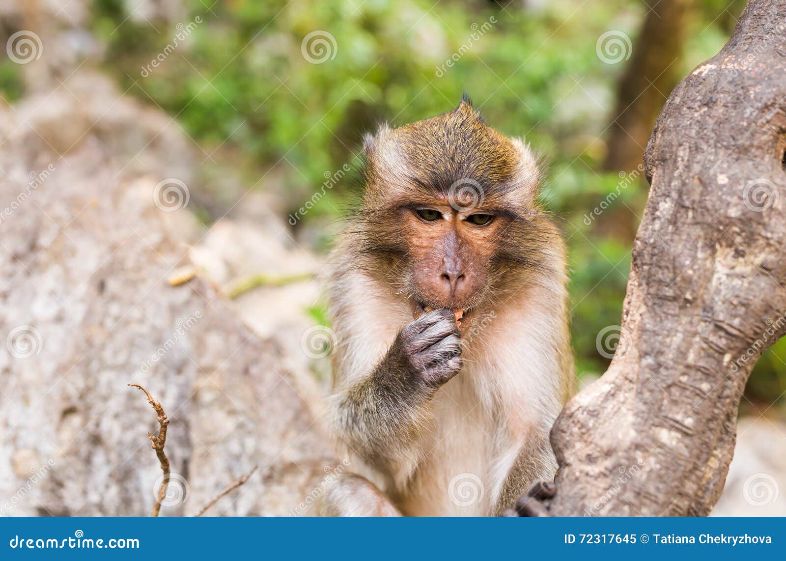 Monkey face close up stock image. Image of green, female - 72317645
