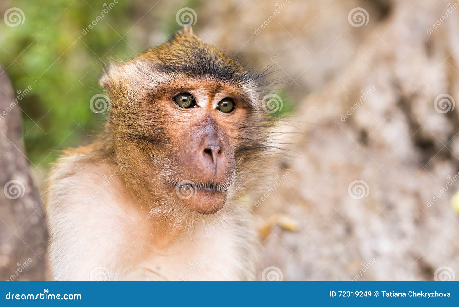Monkey face close up stock image. Image of groom, clean - 72319249