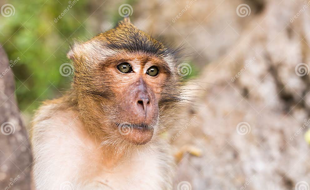 Monkey face close up stock image. Image of groom, clean - 72319249