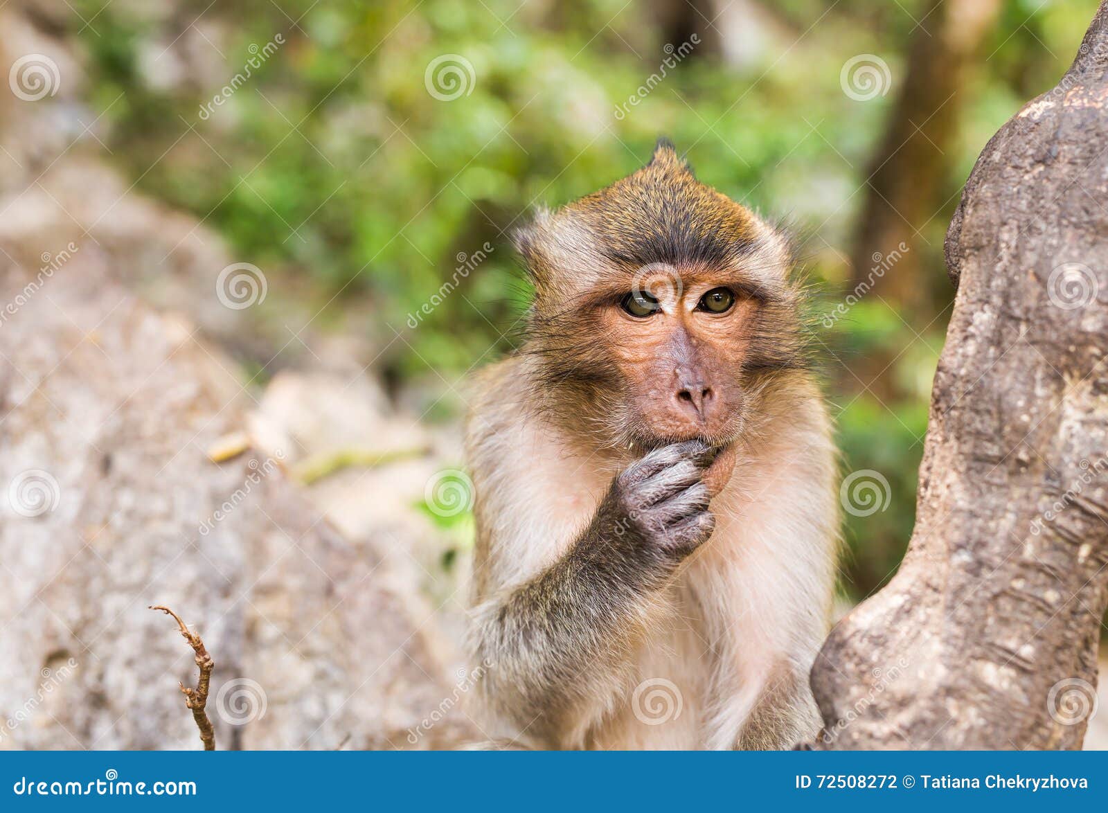Monkey face close up stock photo. Image of friendship - 72508272