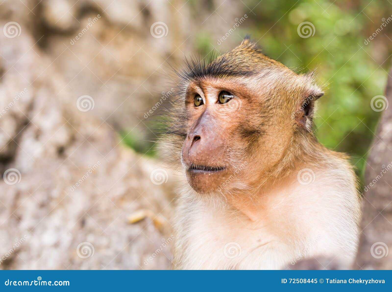 Monkey face close up stock image. Image of macaque, furry - 72508445