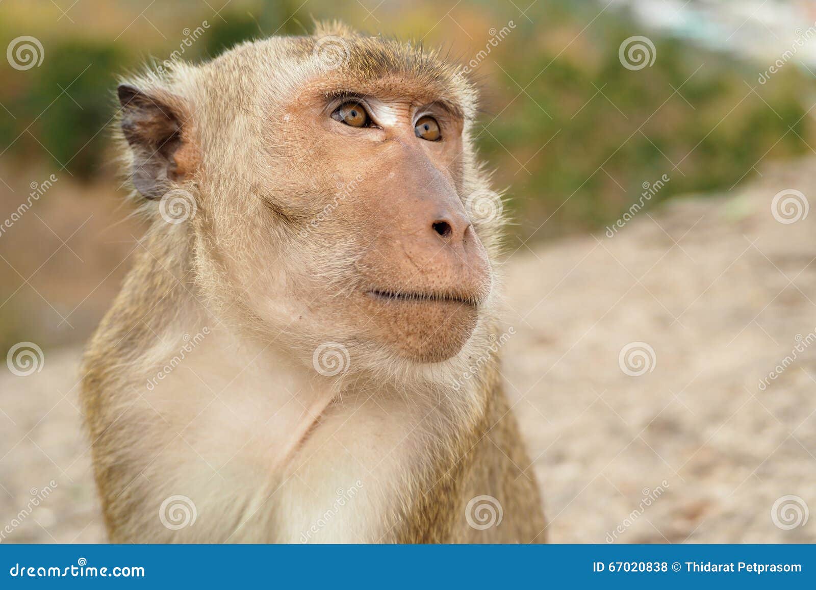 Monkey Face Close Up Looking To the Sky Stock Photo - Image of ...