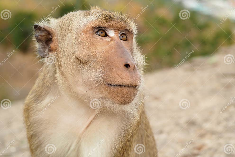 Monkey Face Close Up Looking To the Sky Stock Photo - Image of ...