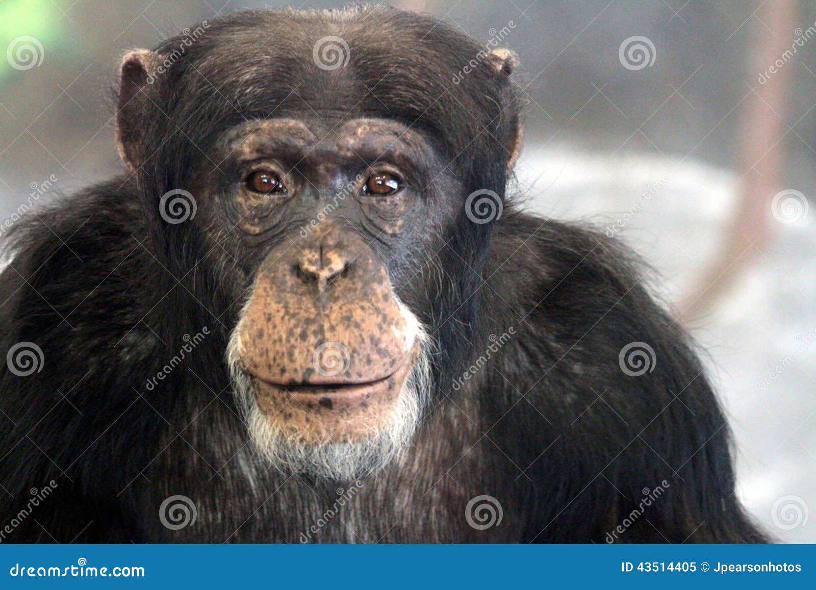 Monkey Face stock image. Image of face, wildlife, monkey - 43514405