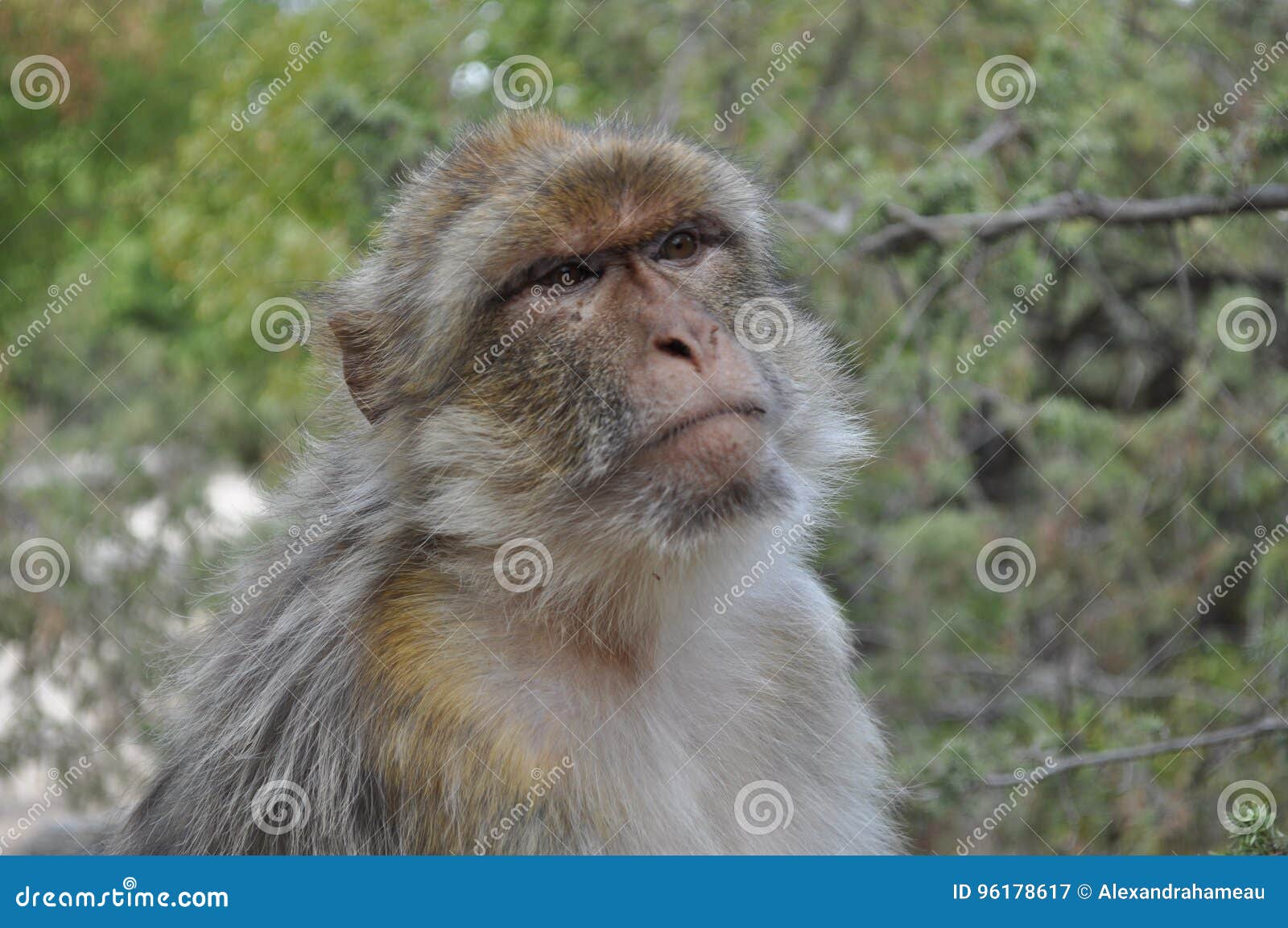 Monkey face stock image. Image of vegetation, nose, eyes - 96178617