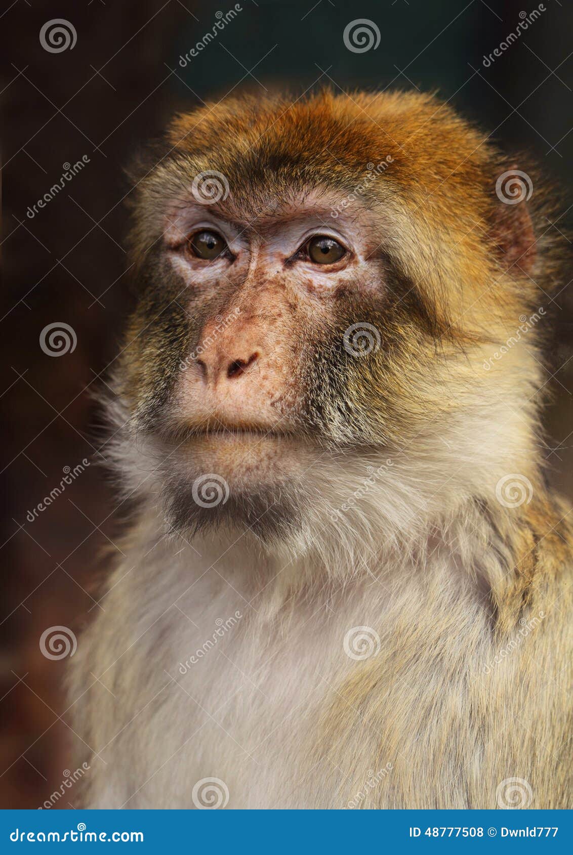 Monkey face closeup stock photo. Image of monkey, animal - 48777508