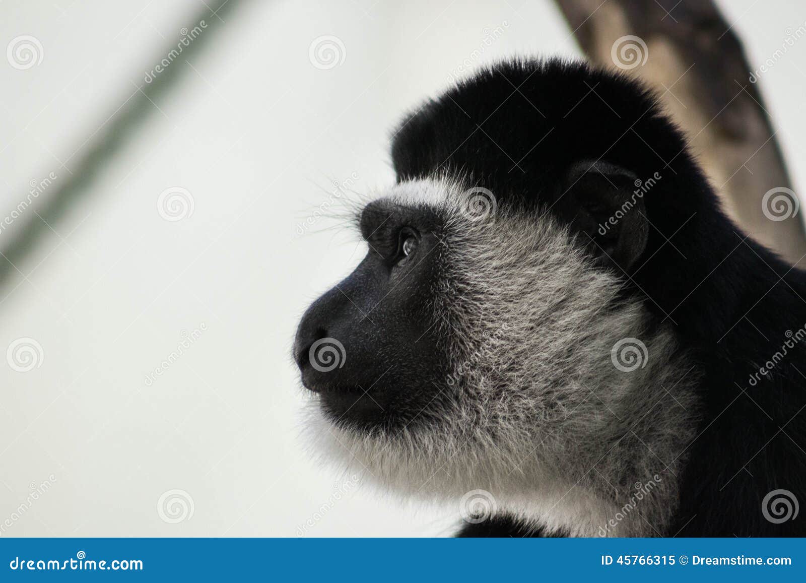 Monkey stock image. Image of cute, wild, furry, animal - 45766315